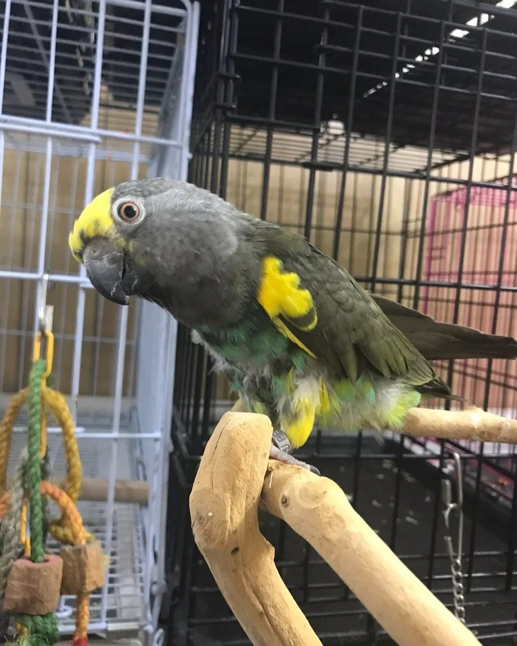 Available Birds — Iowa Parrot Rescue