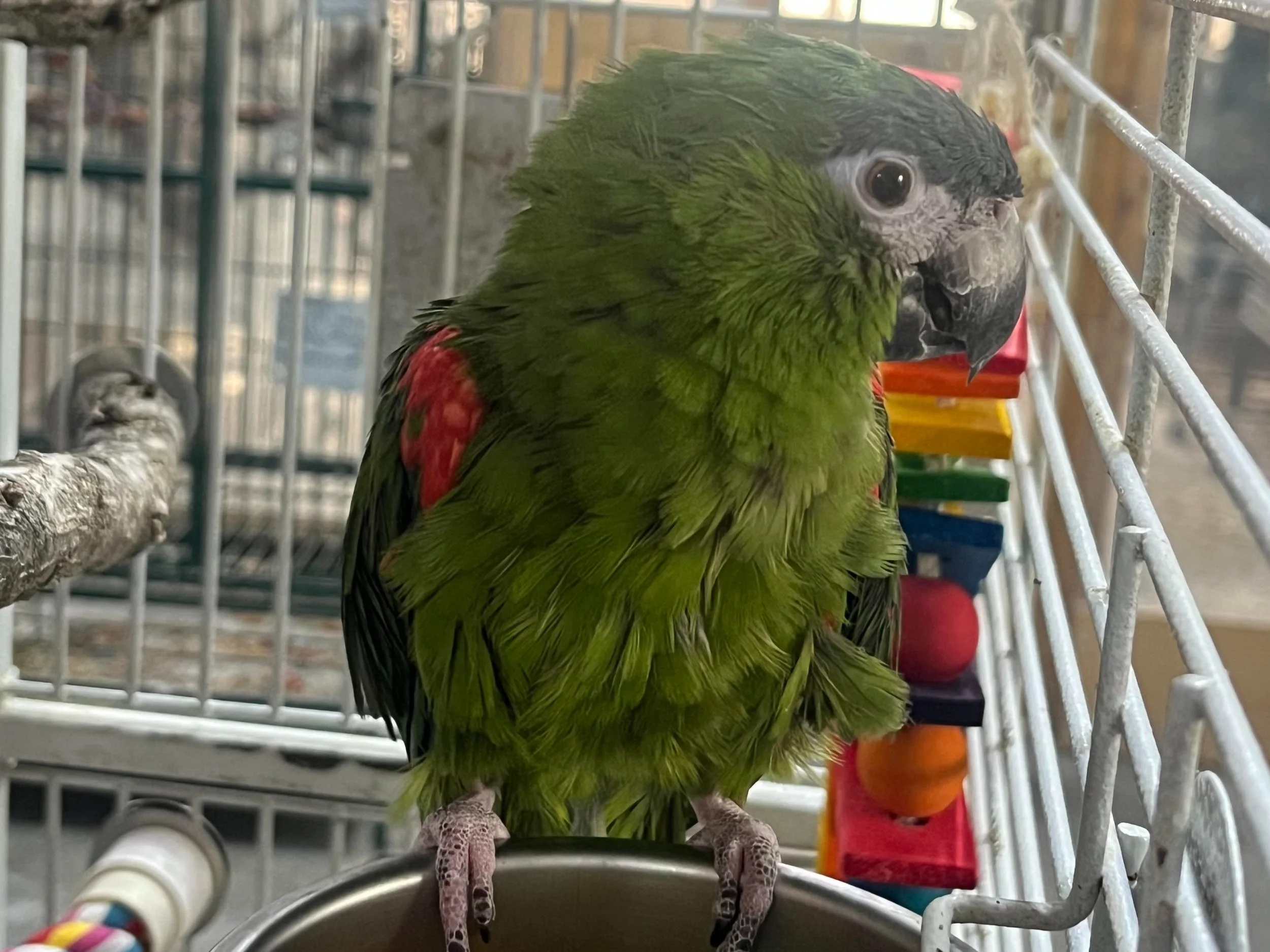 Greys — Iowa Parrot Rescue