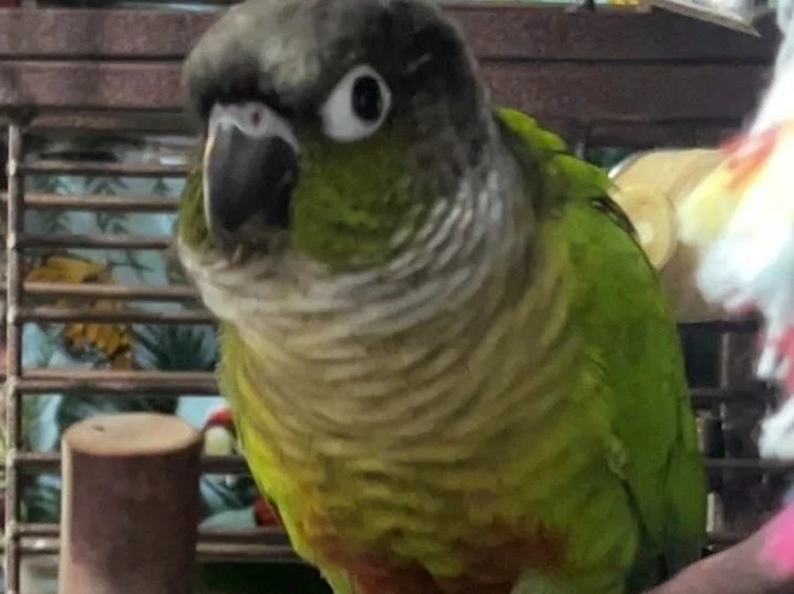 Conures/Quakers — Iowa Parrot Rescue