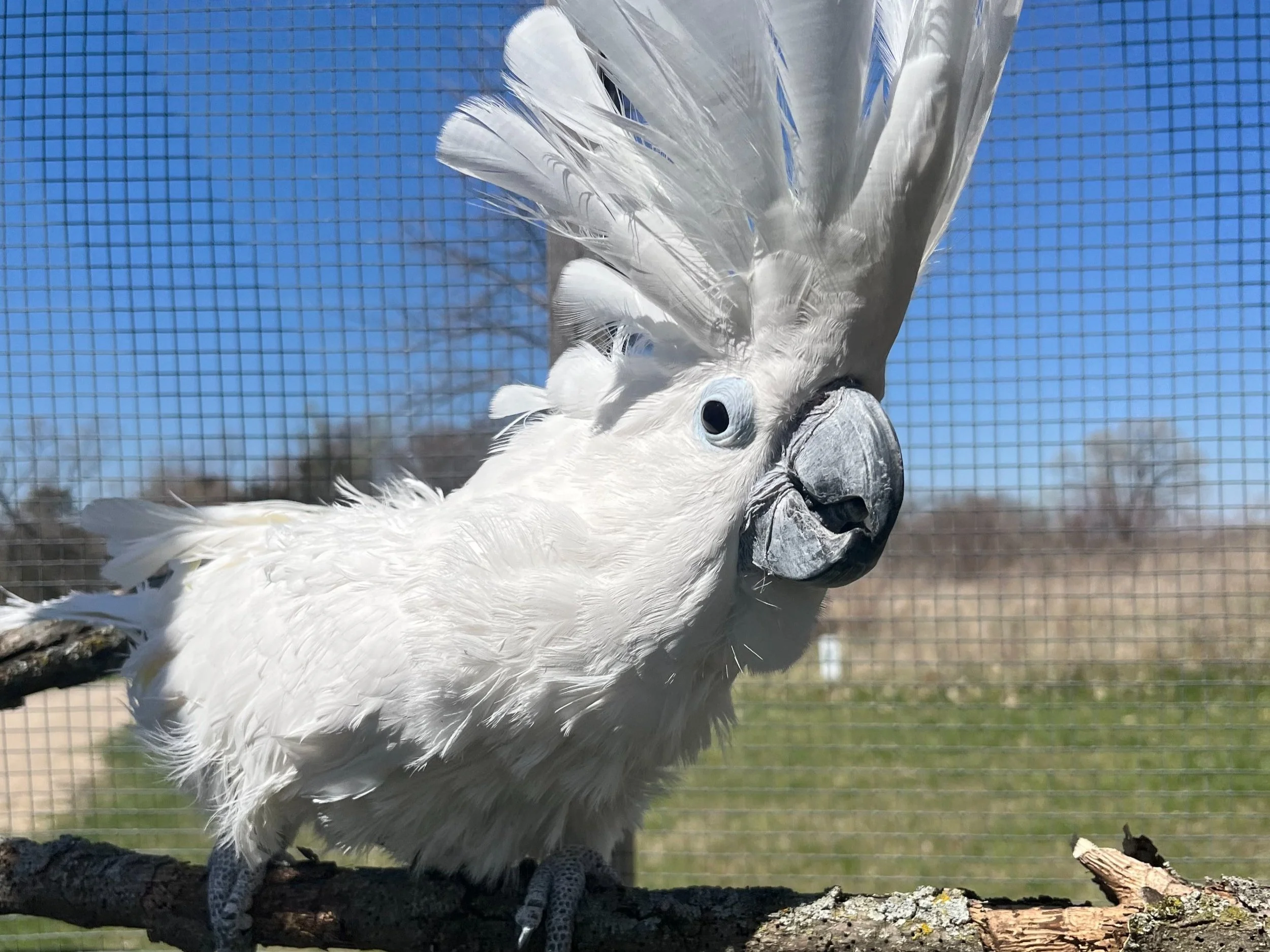 Cockatoos — Iowa Parrot Rescue