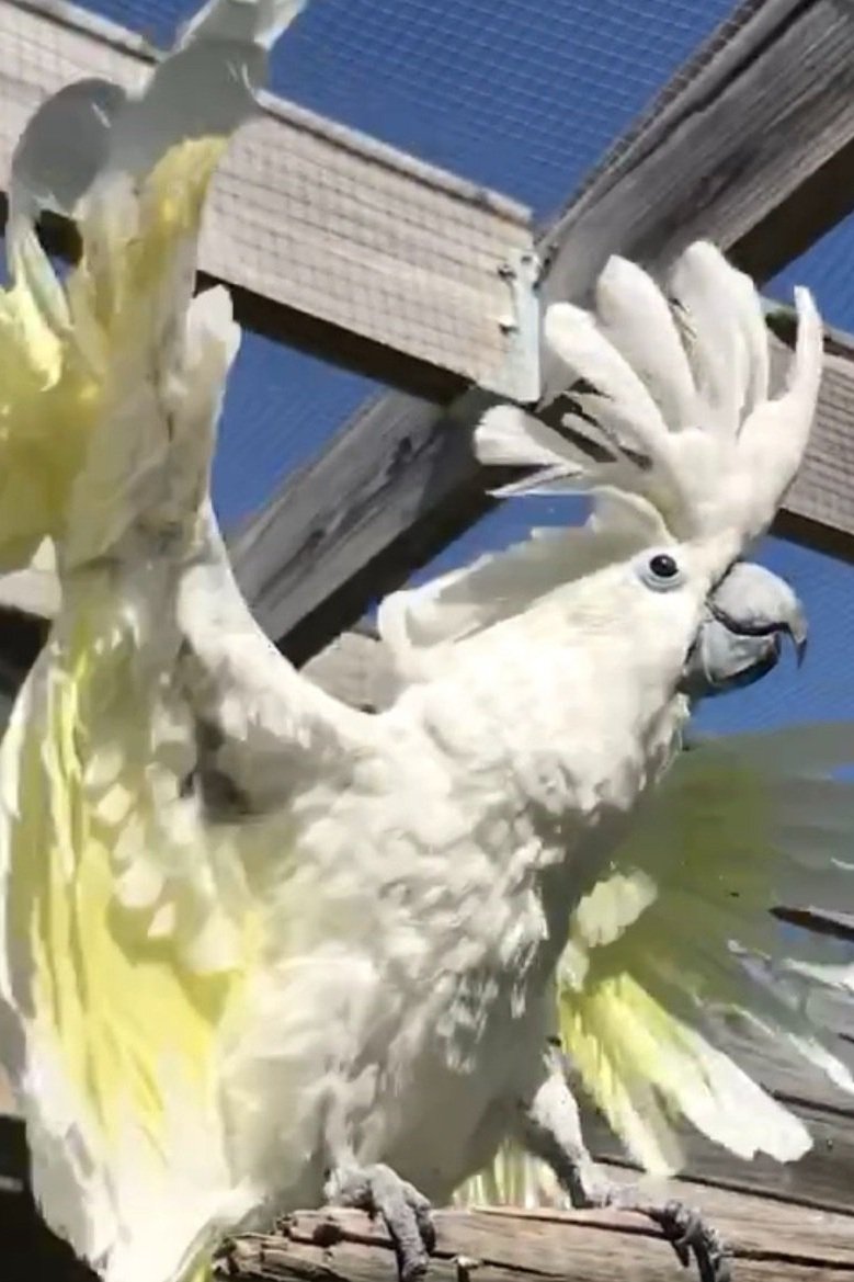 Iowa Parrot Rescue