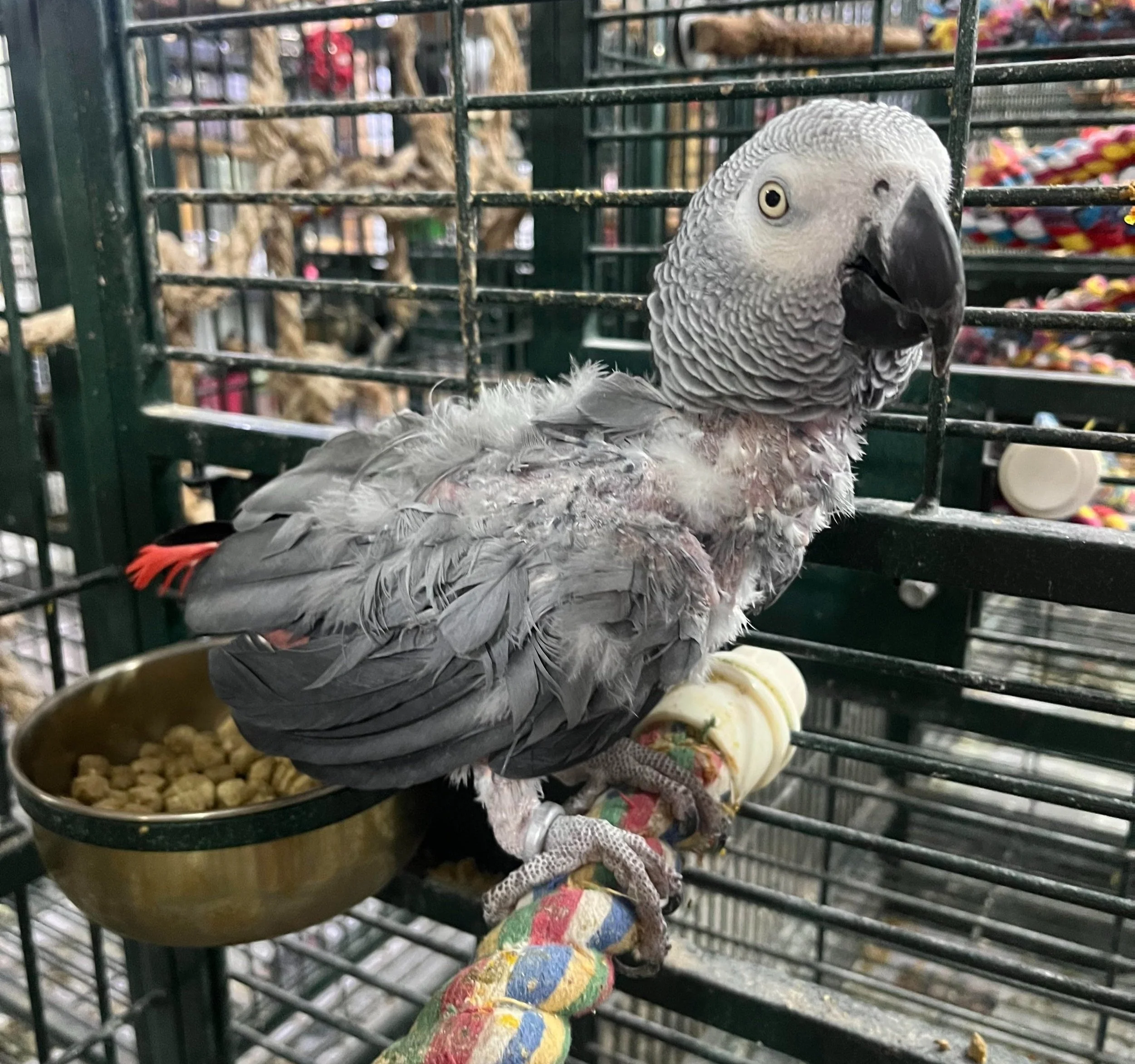 Greys — Iowa Parrot Rescue