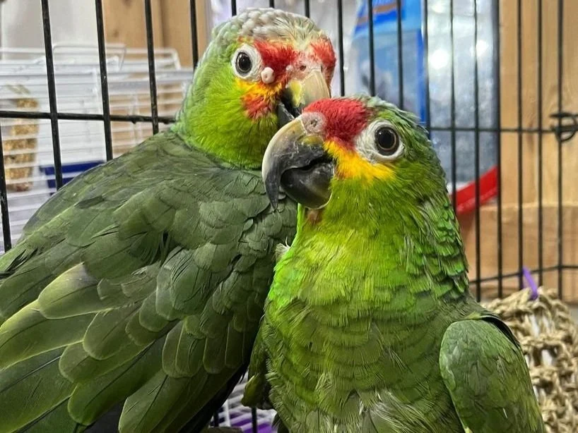 Amazons — Iowa Parrot Rescue