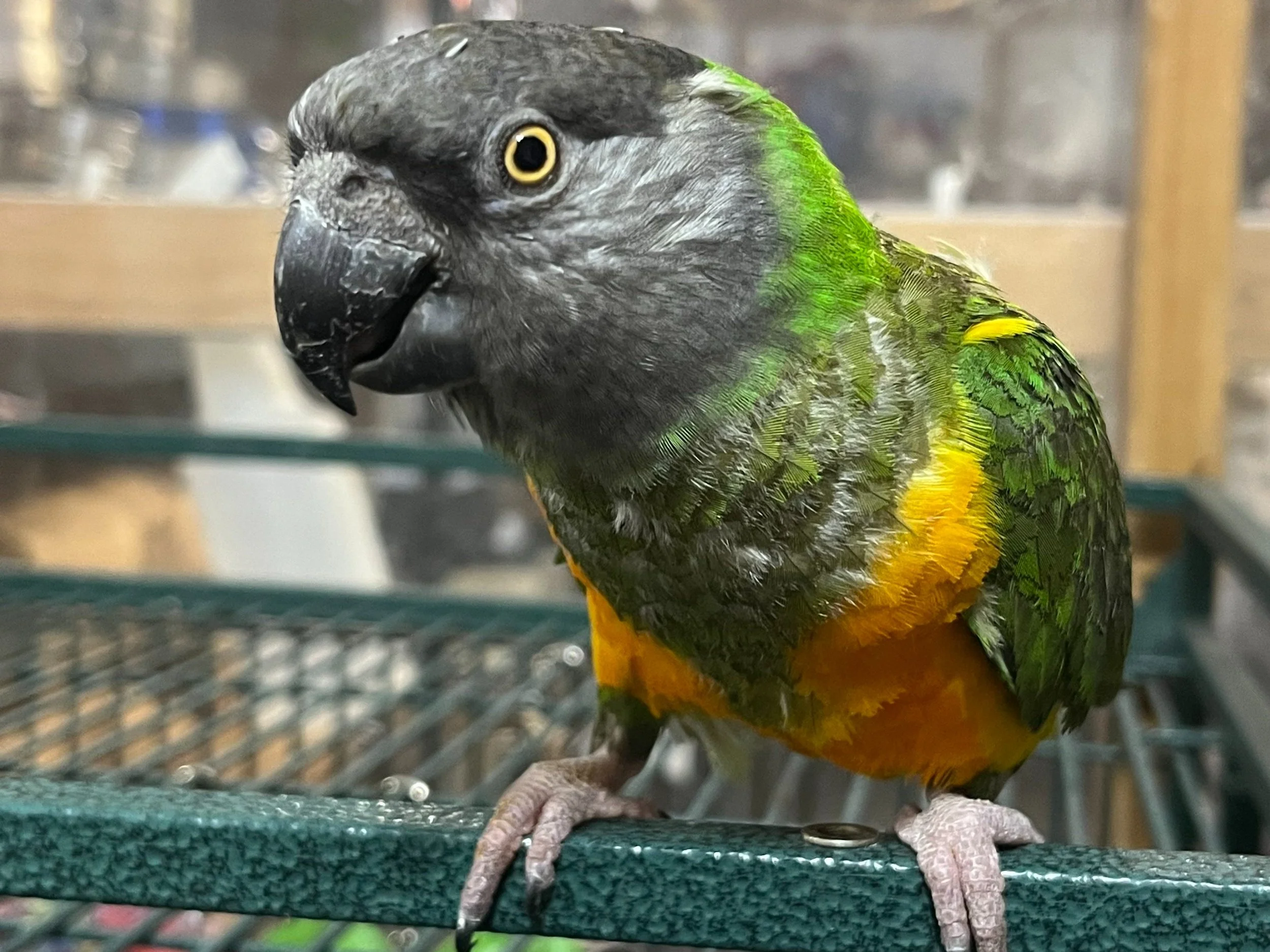 Senegals — Iowa Parrot Rescue