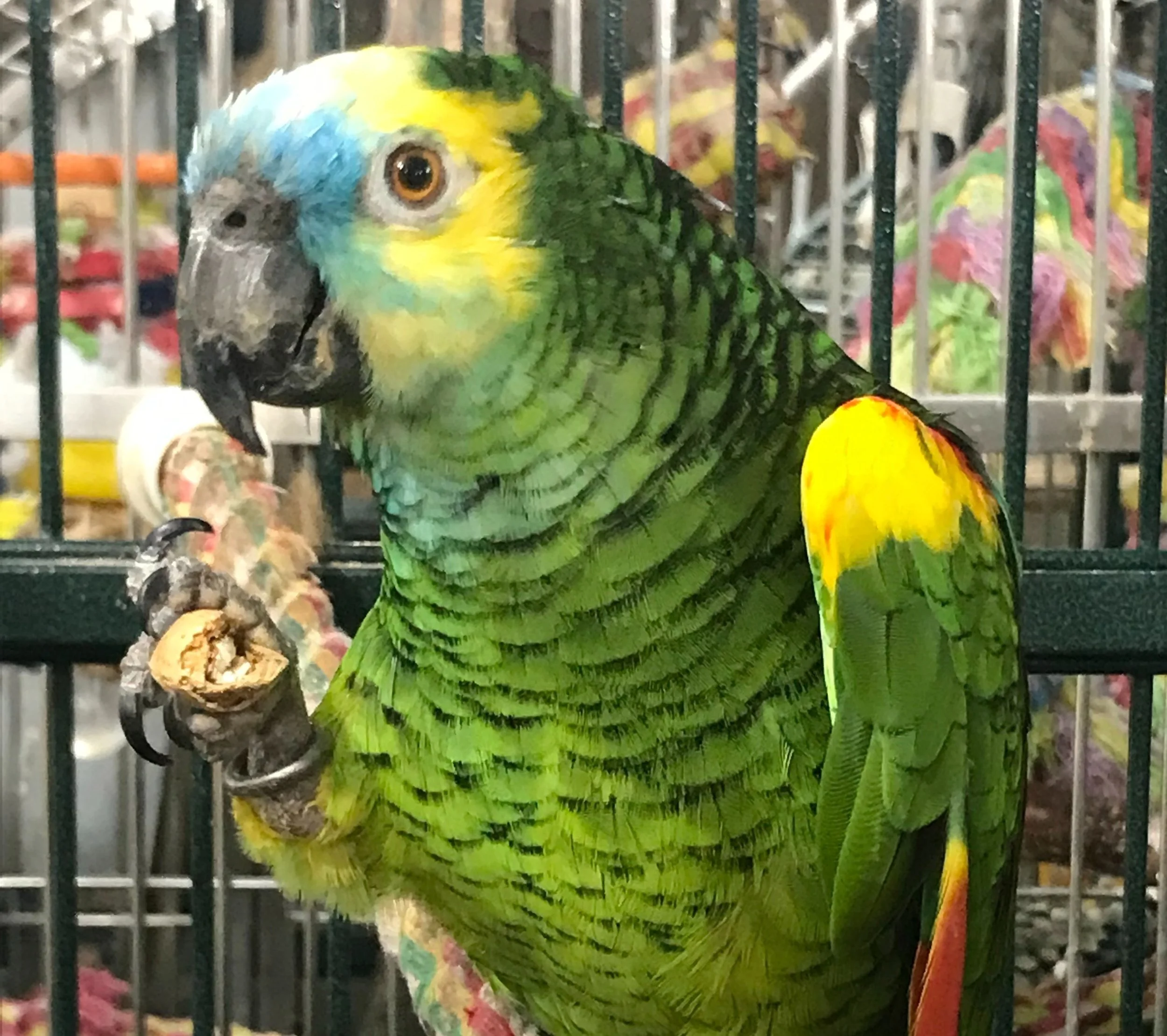 Amazons — Iowa Parrot Rescue