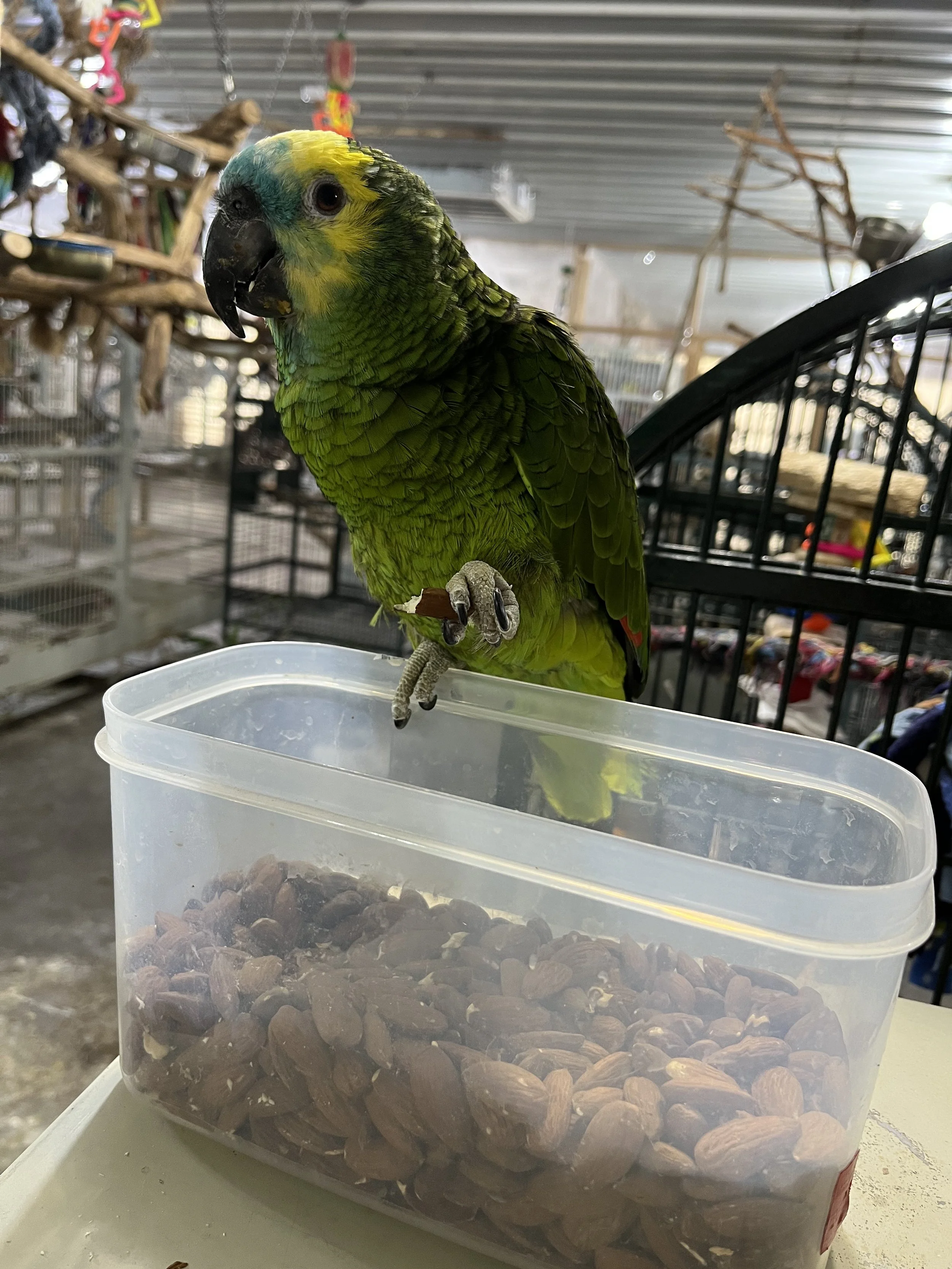 The Board — Iowa Parrot Rescue