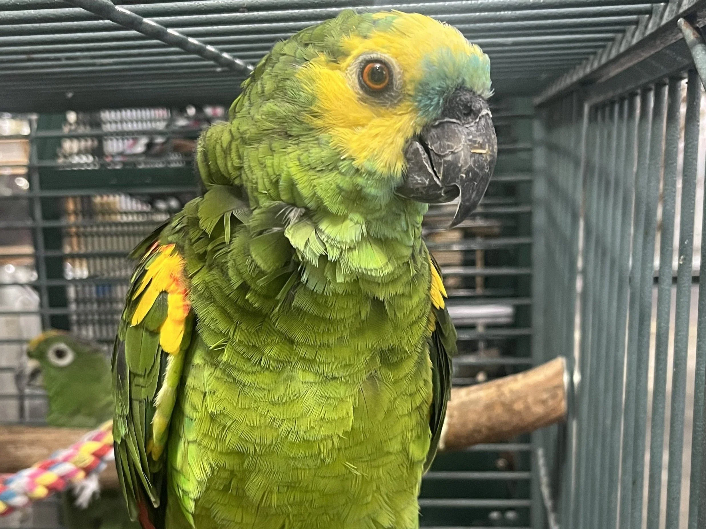 Amazons — Iowa Parrot Rescue