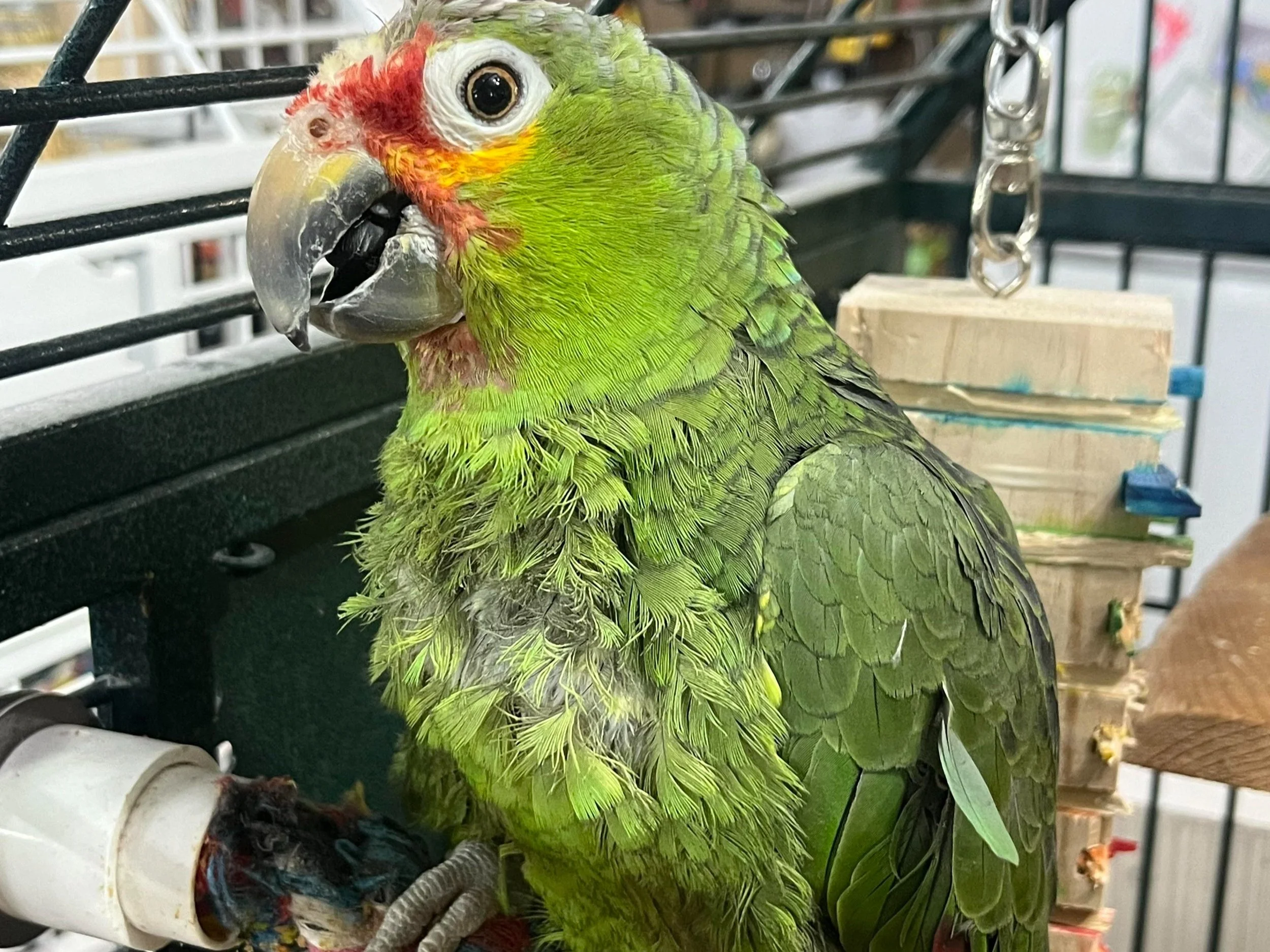 Amazons — Iowa Parrot Rescue