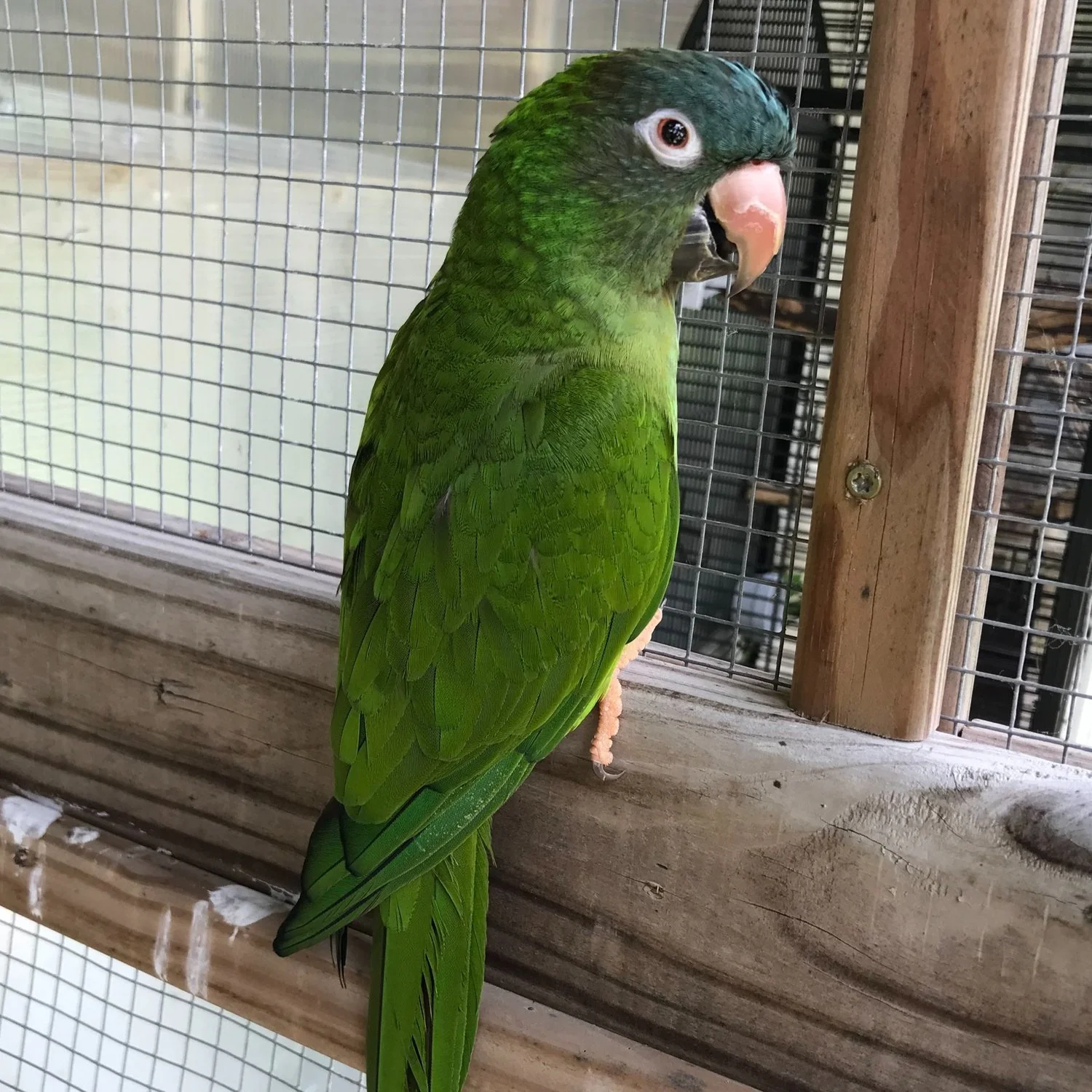 Iowa Parrot Rescue