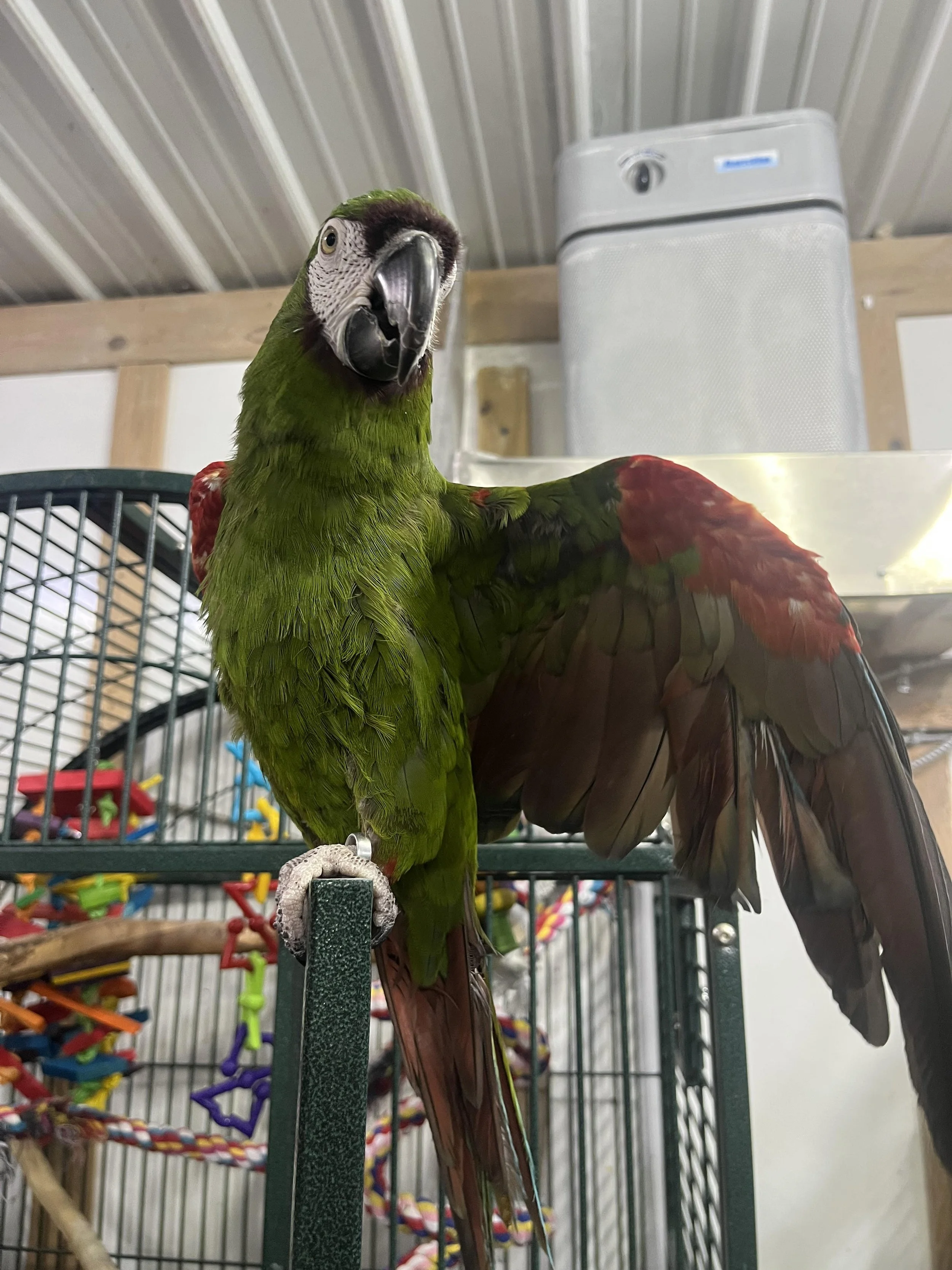 Iowa Parrot Rescue