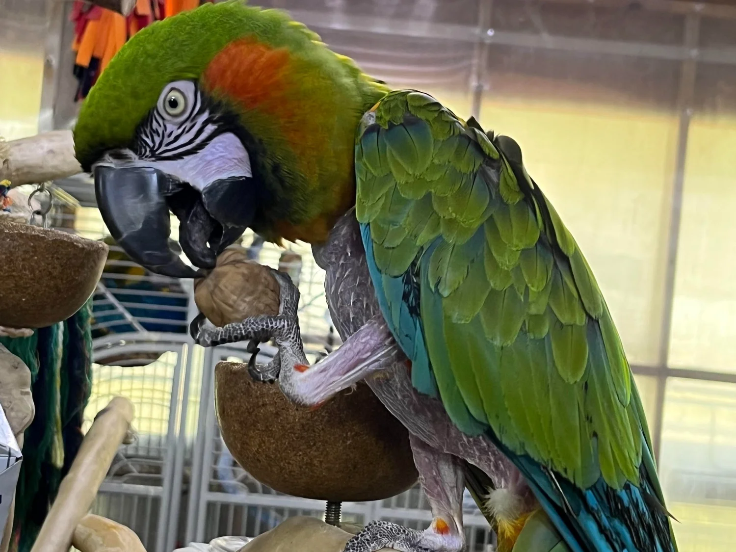 Macaws — Iowa Parrot Rescue