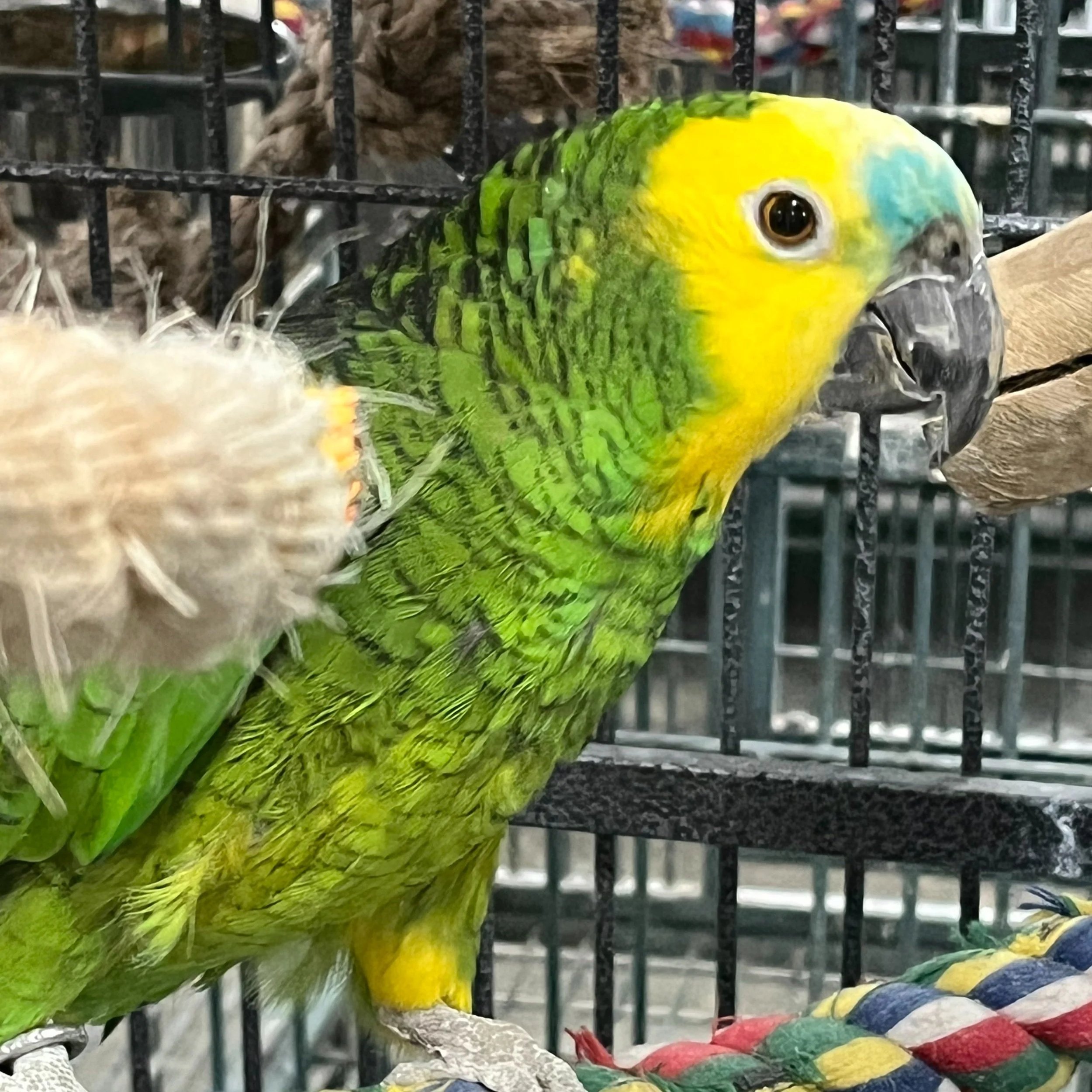 Amazons — Iowa Parrot Rescue