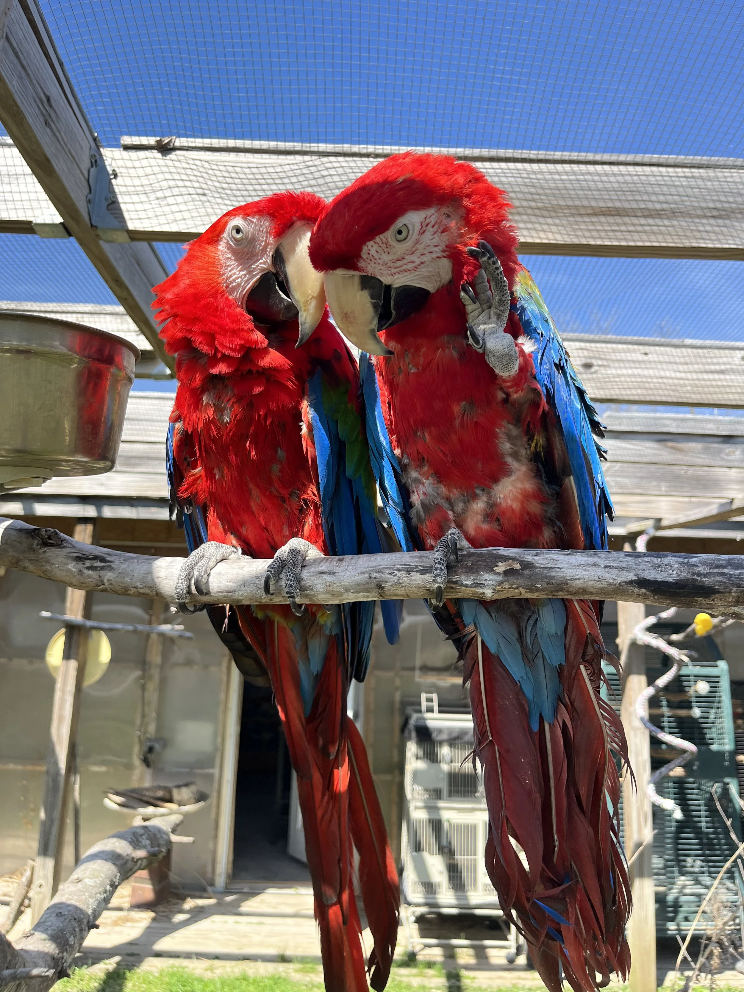 Boarding Request — Iowa Parrot Rescue