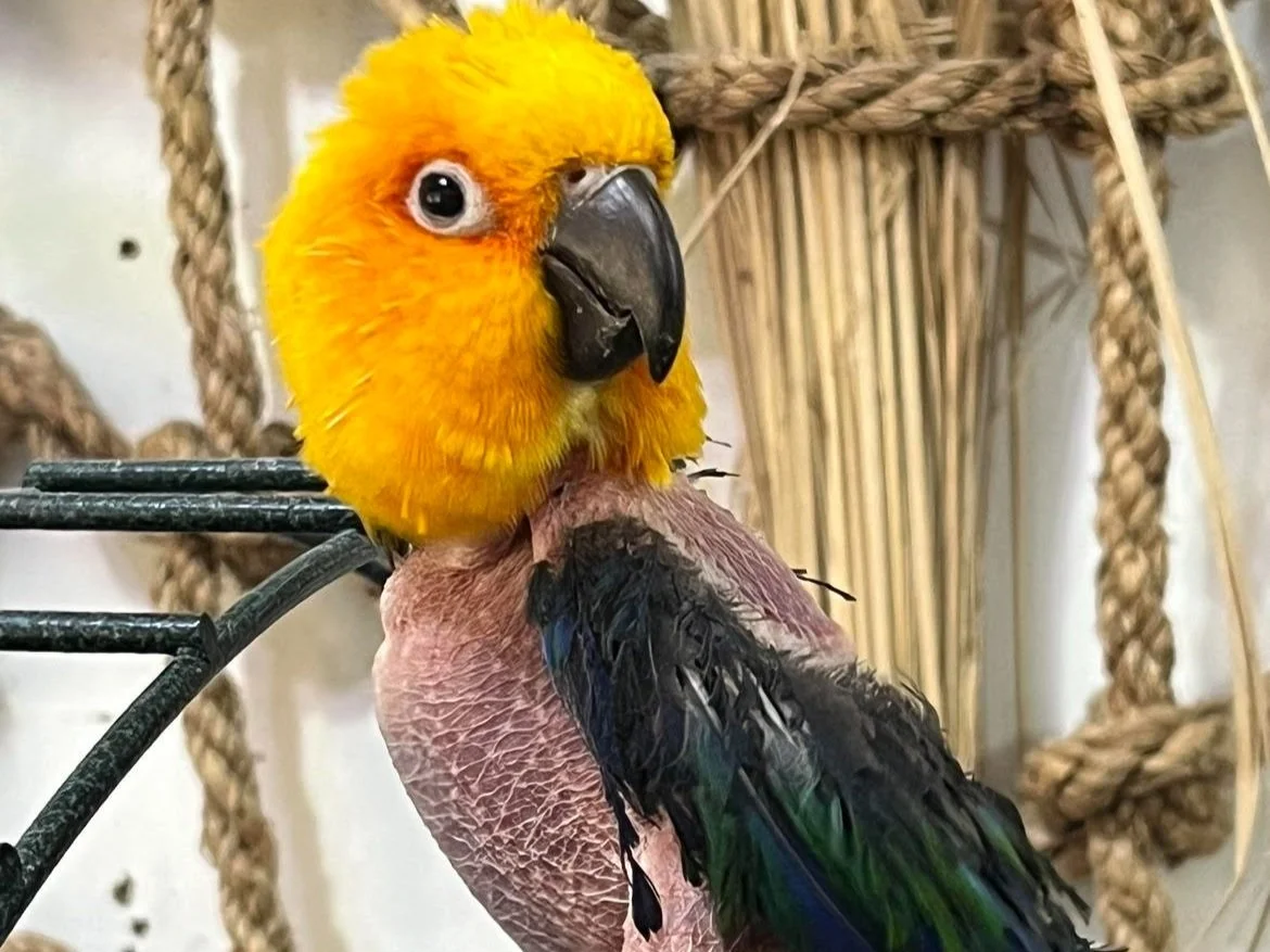 Conures/Quakers — Iowa Parrot Rescue