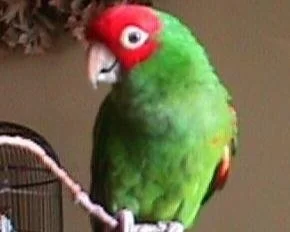 In Memoriam — Iowa Parrot Rescue