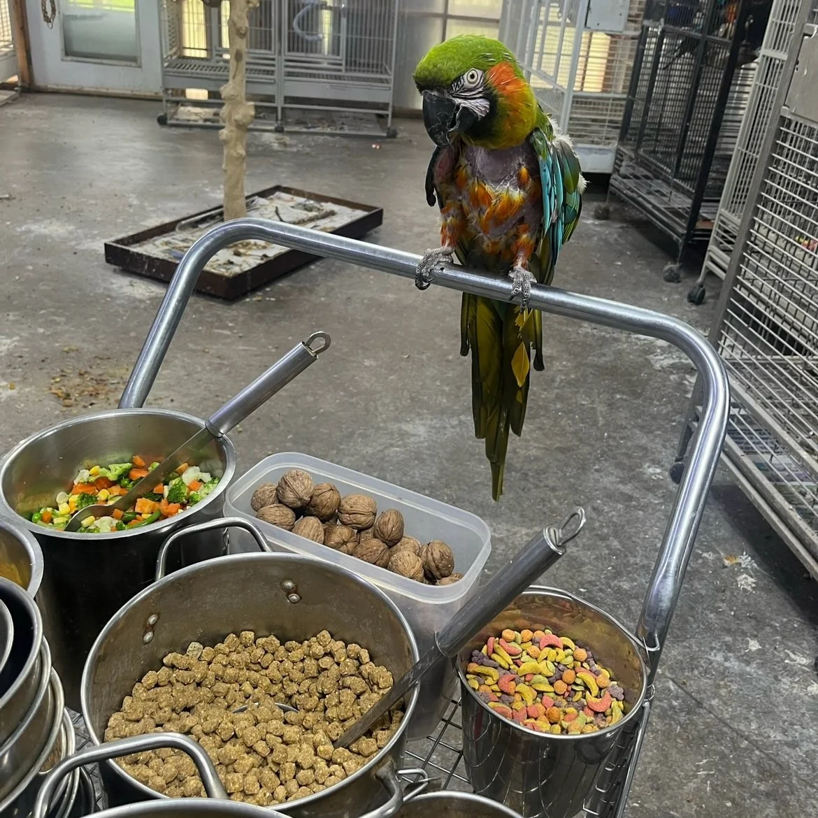 Boarding — Iowa Parrot Rescue