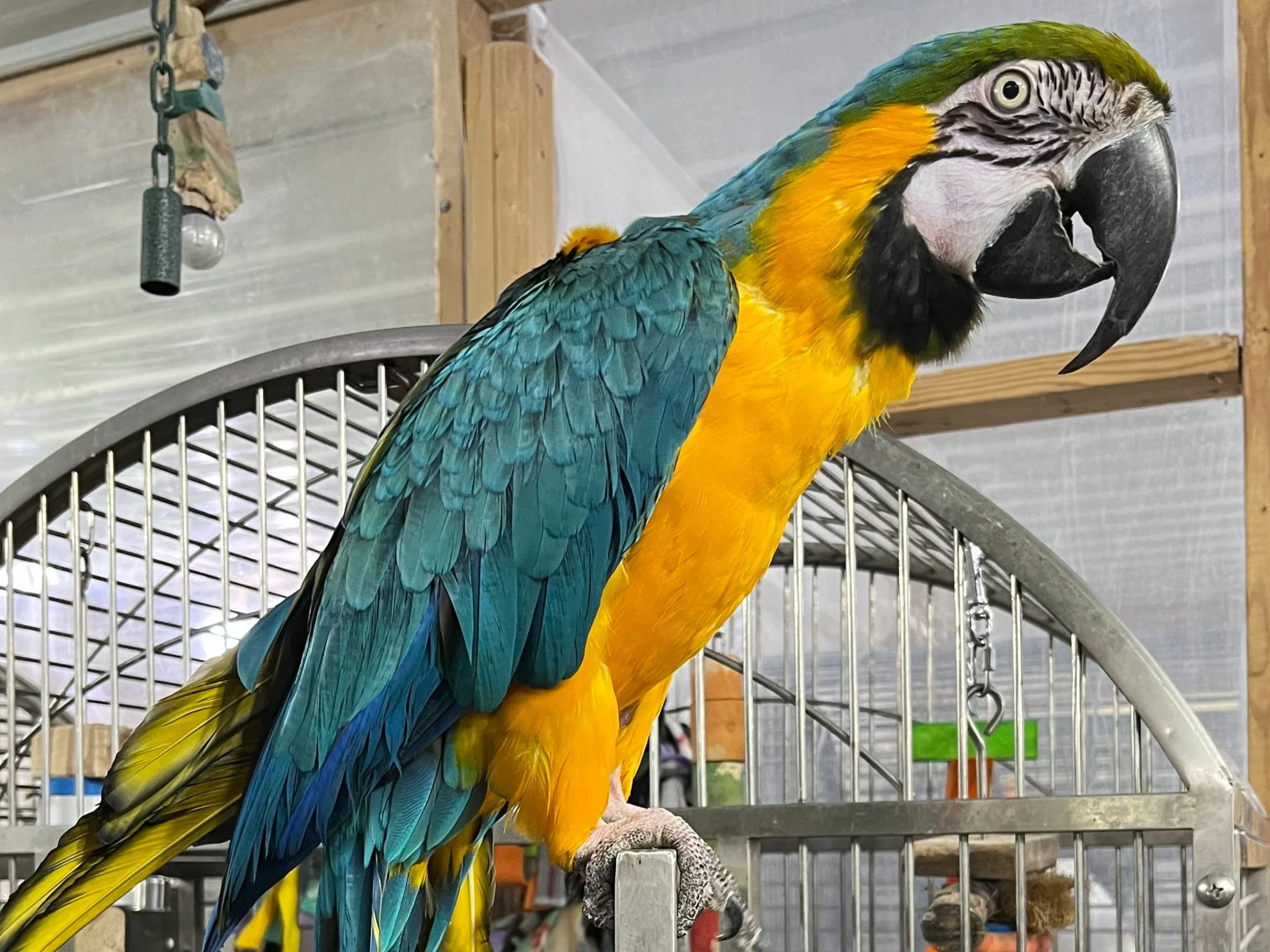 Macaws — Iowa Parrot Rescue