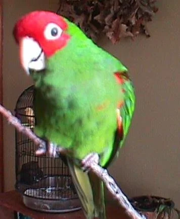 General 4 — Iowa Parrot Rescue