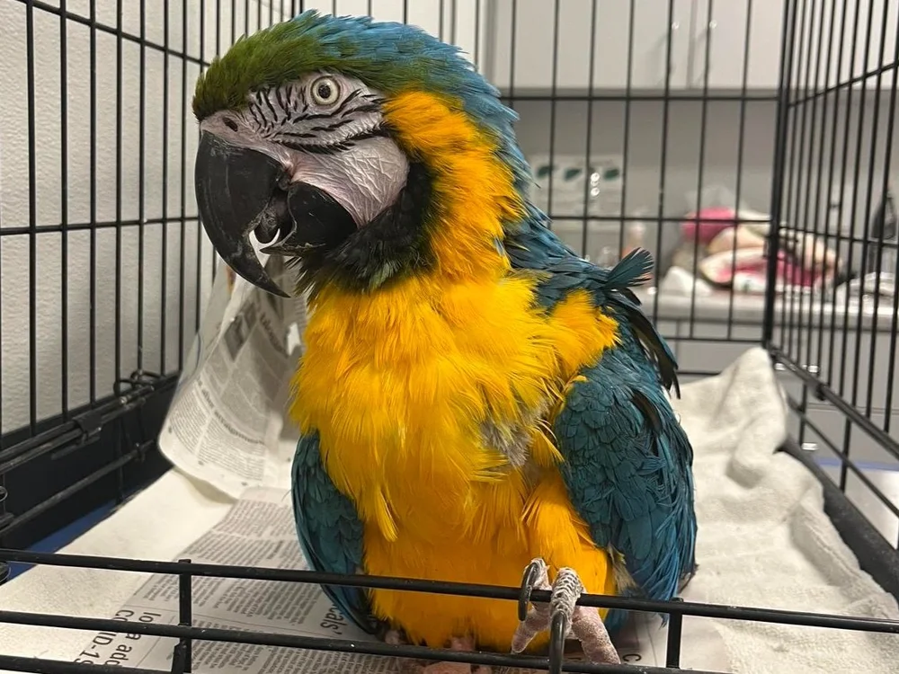 Macaws — Iowa Parrot Rescue