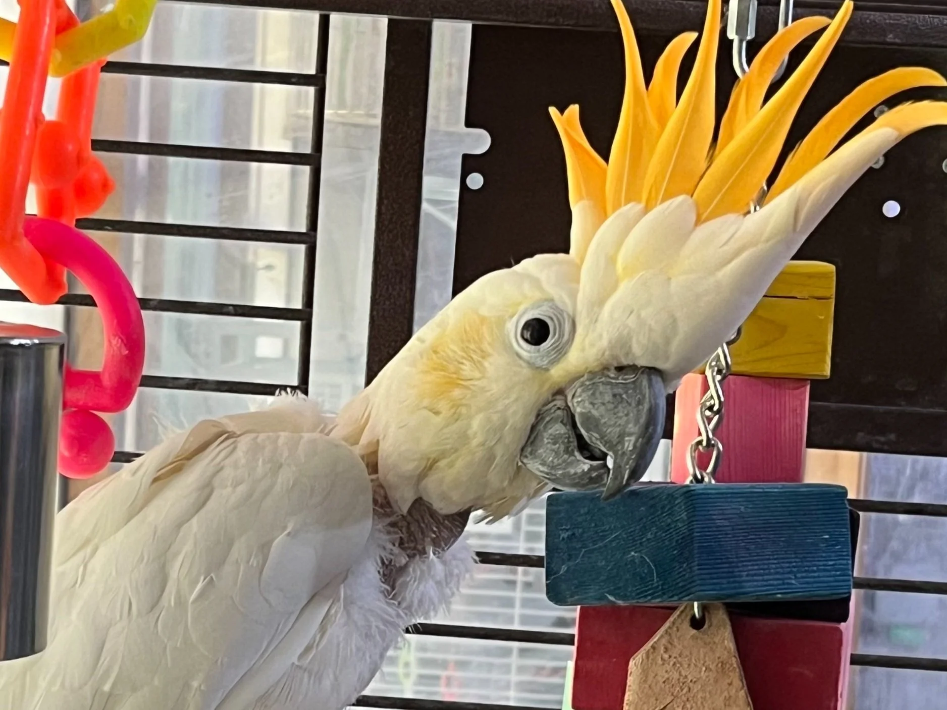 Cockatoos — Iowa Parrot Rescue