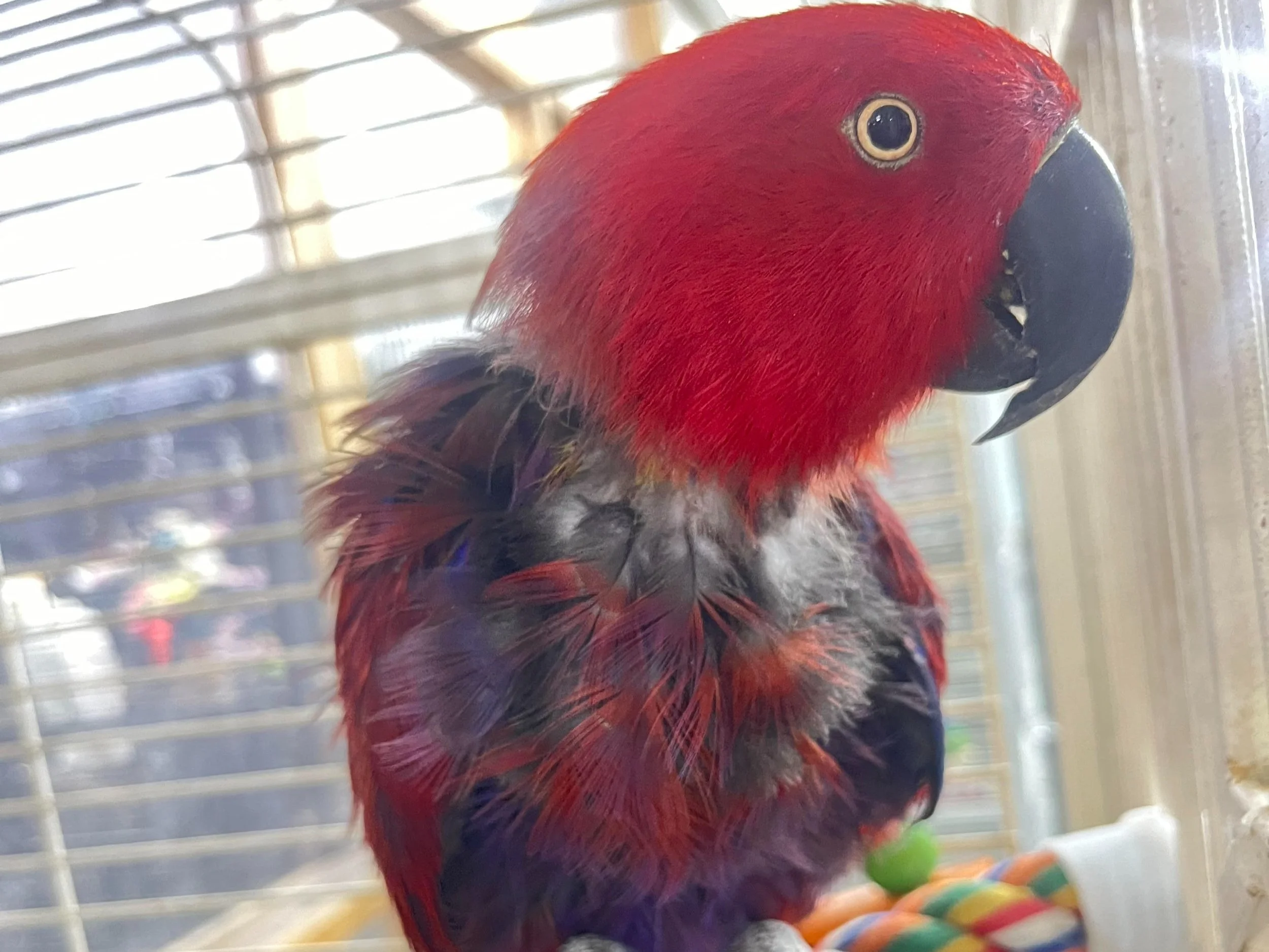 Iowa Parrot Rescue