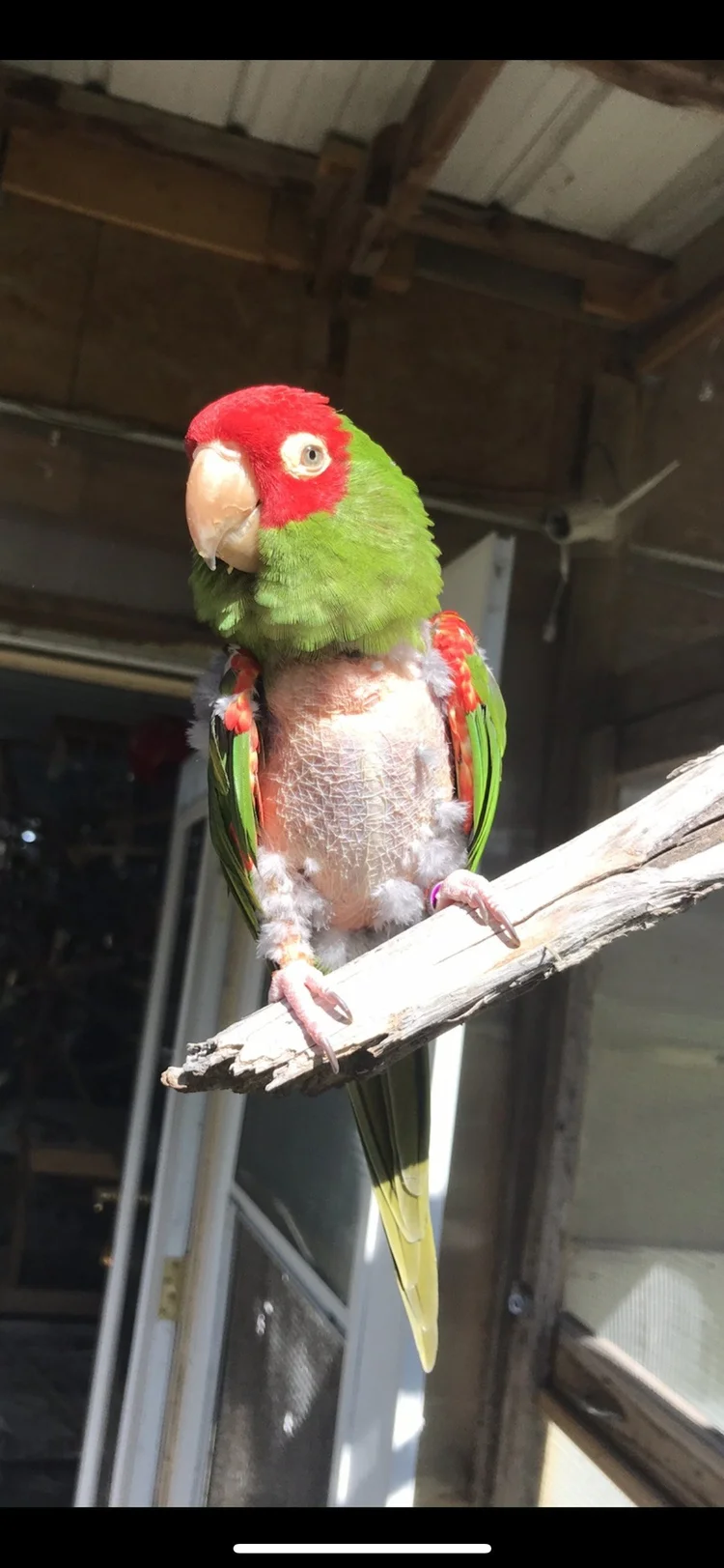 Available Birds — Iowa Parrot Rescue