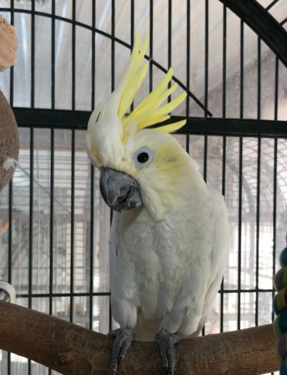 Cockatoos — Iowa Parrot Rescue