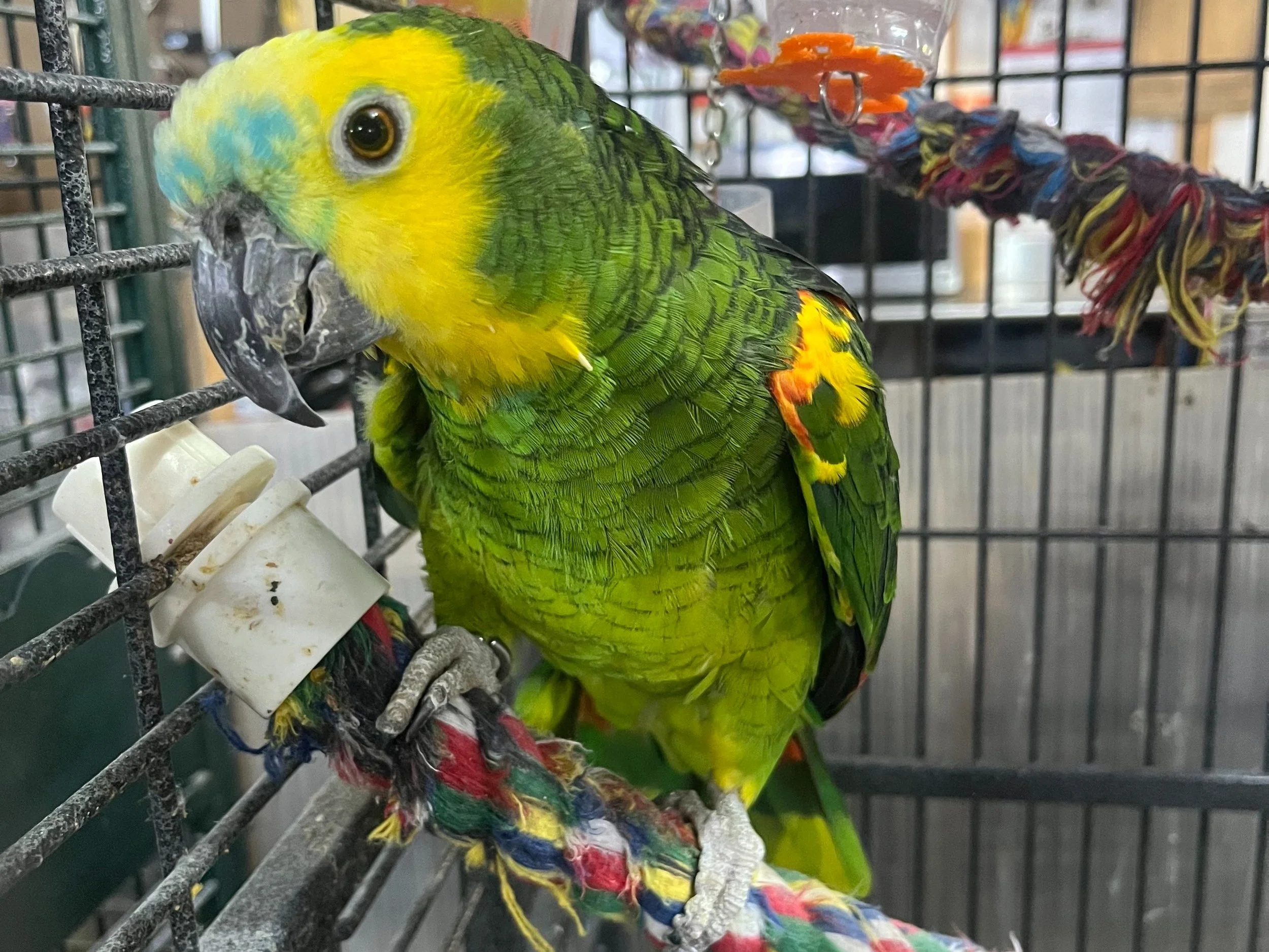 Amazons — Iowa Parrot Rescue