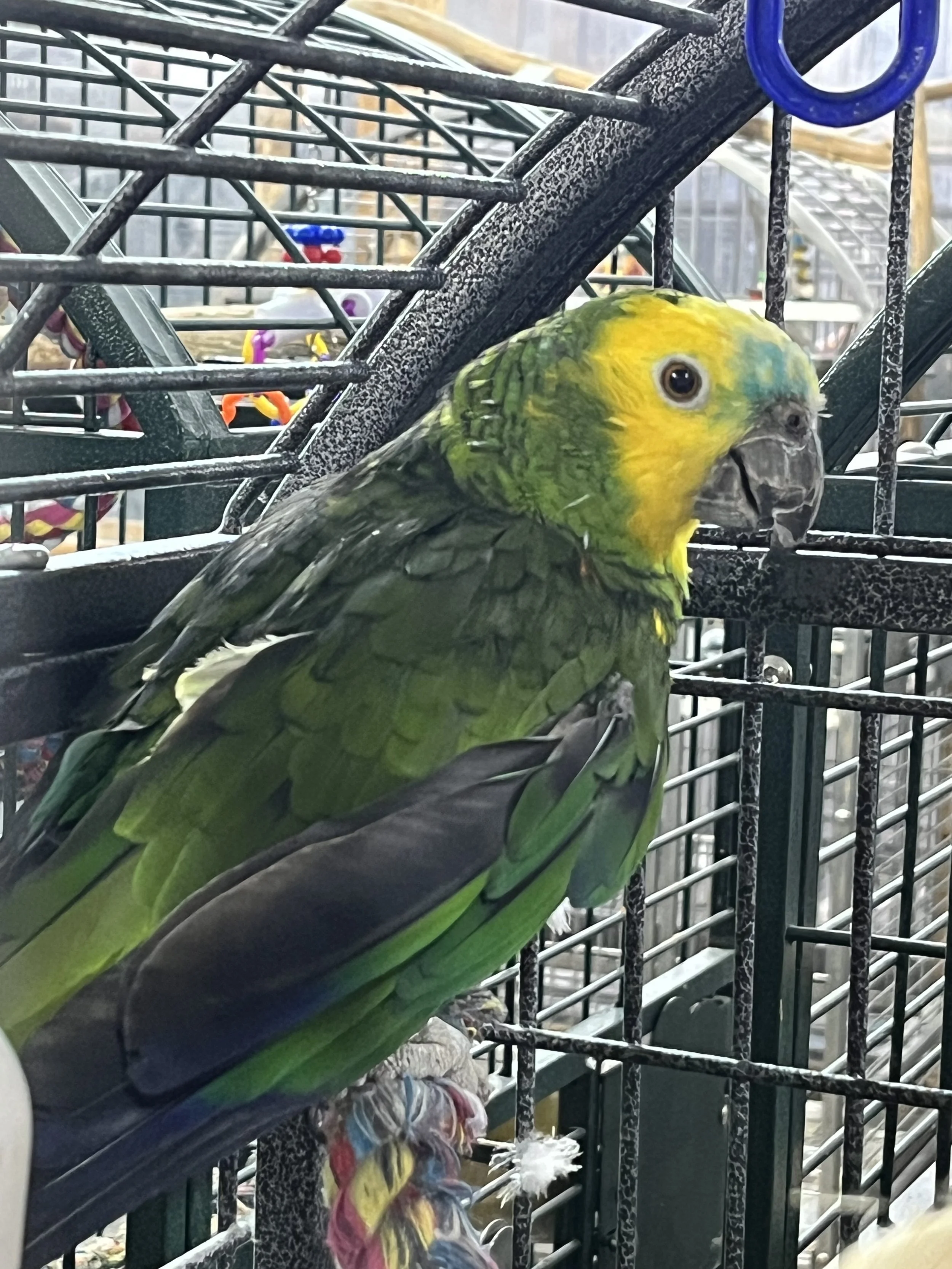 Iowa Parrot Rescue