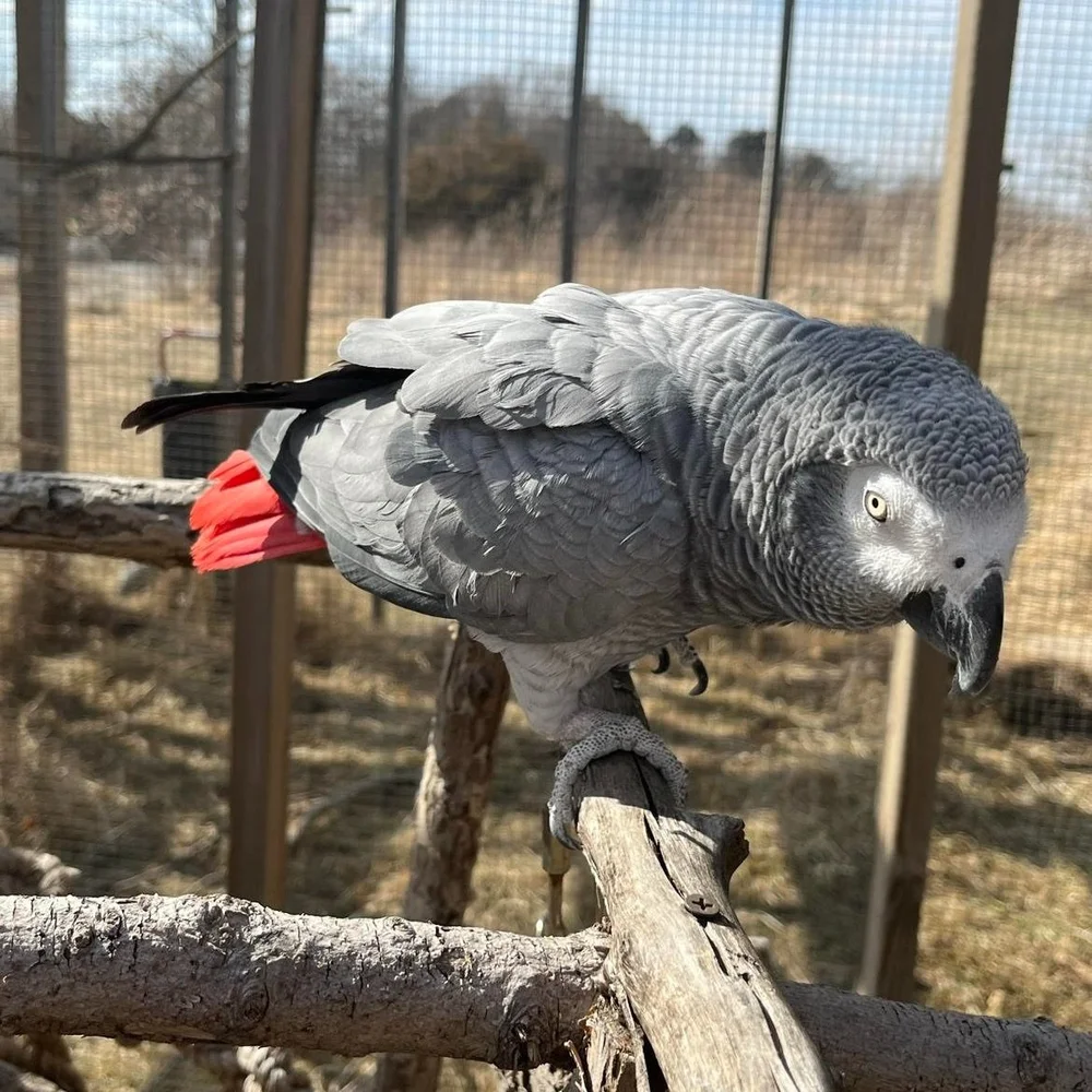 Menu 1 — Iowa Parrot Rescue