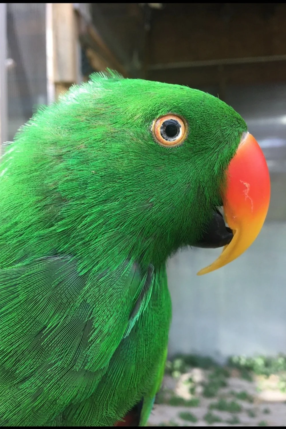 Available Birds — Iowa Parrot Rescue