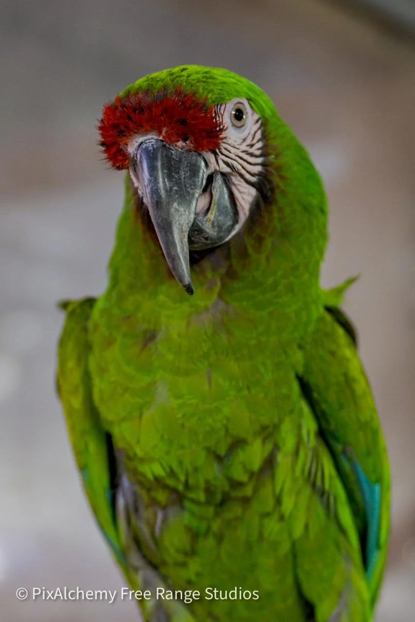 Boarding Request — Iowa Parrot Rescue