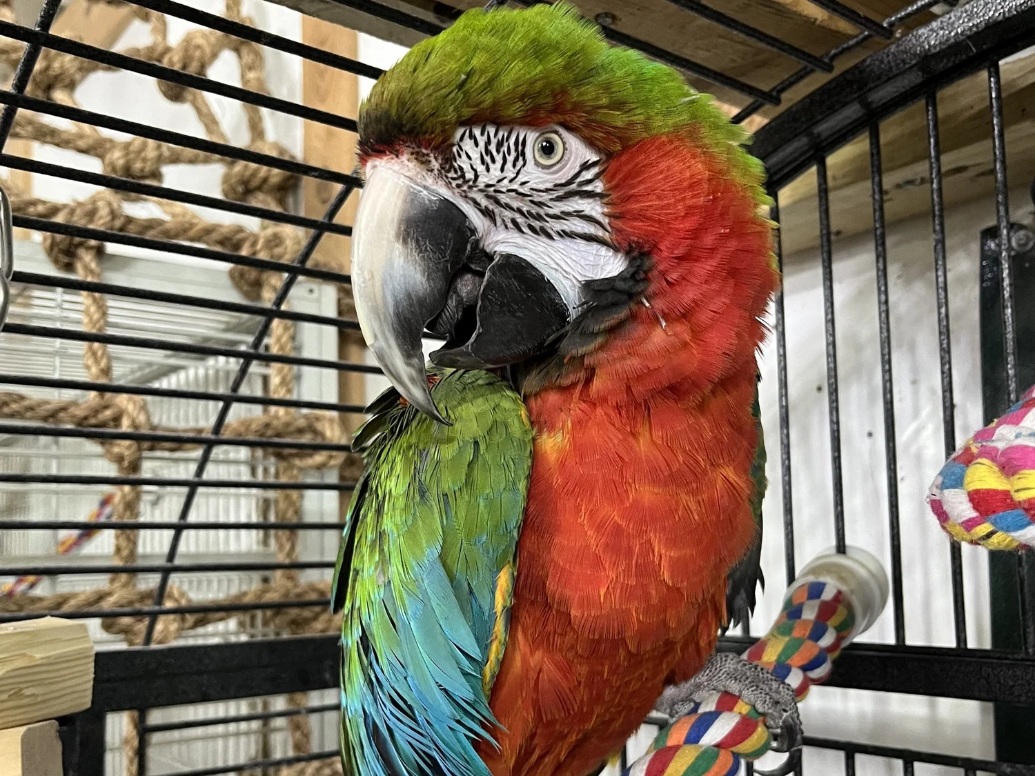 Macaws — Iowa Parrot Rescue