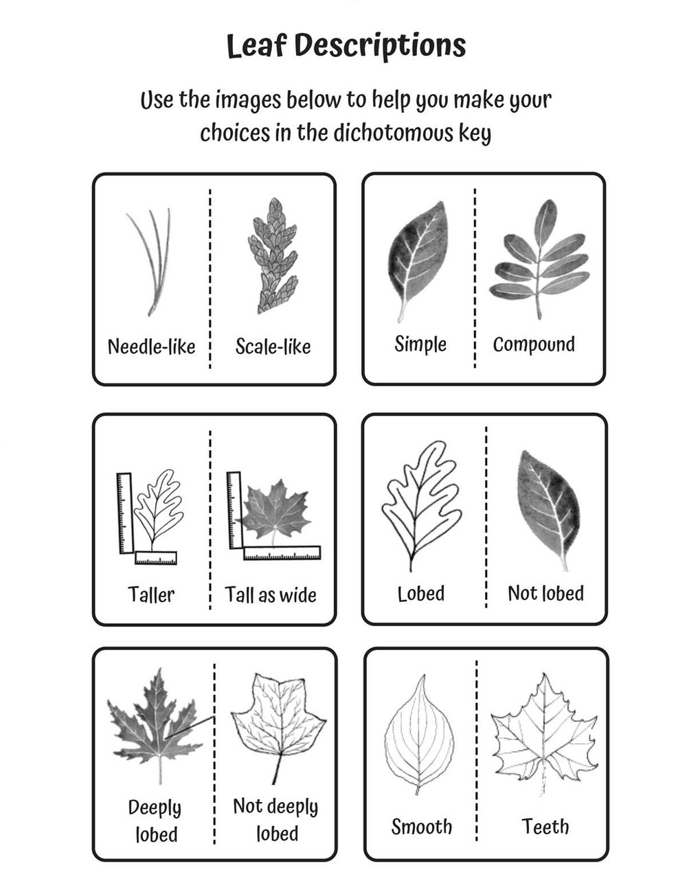 Urban Forestry - Protect Our Trees — Asheville GreenWorks