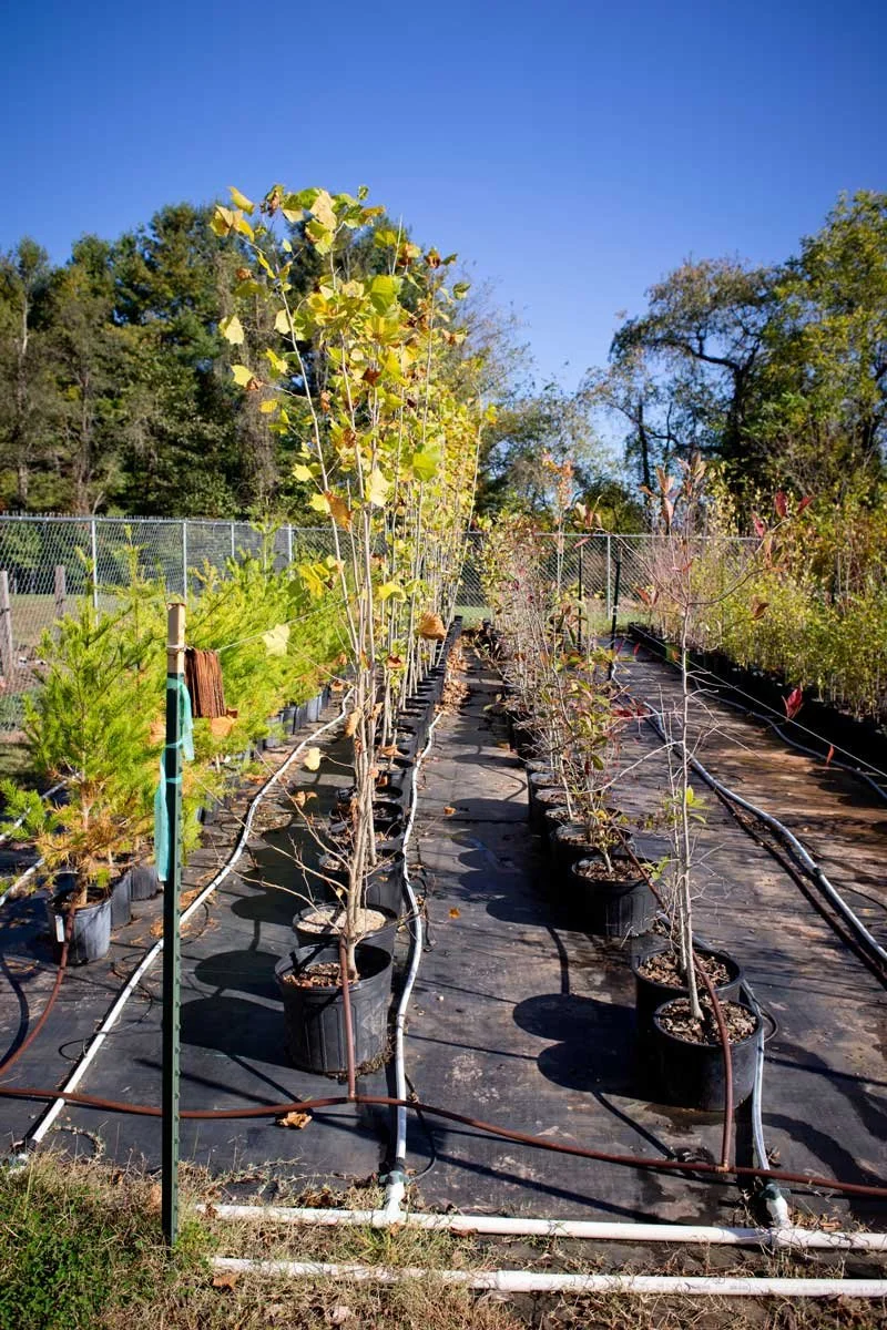 Reforesting WNC — Asheville GreenWorks
