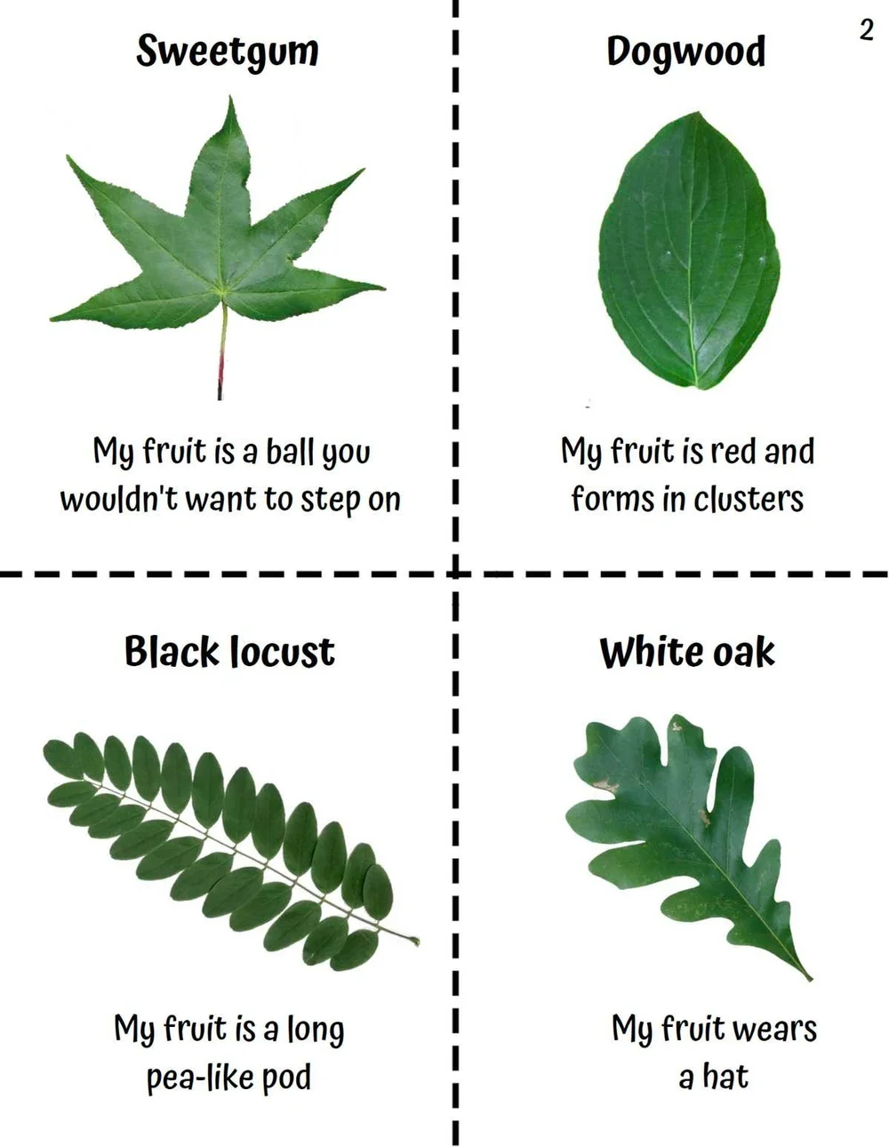 Urban Forestry - Protect Our Trees — Asheville GreenWorks