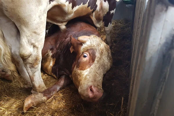 How To Bring Animal Rights Into Mainstream Media The Empathy Project how-to-bring-animal-rights-into-mainstream-media-the-empathy-project