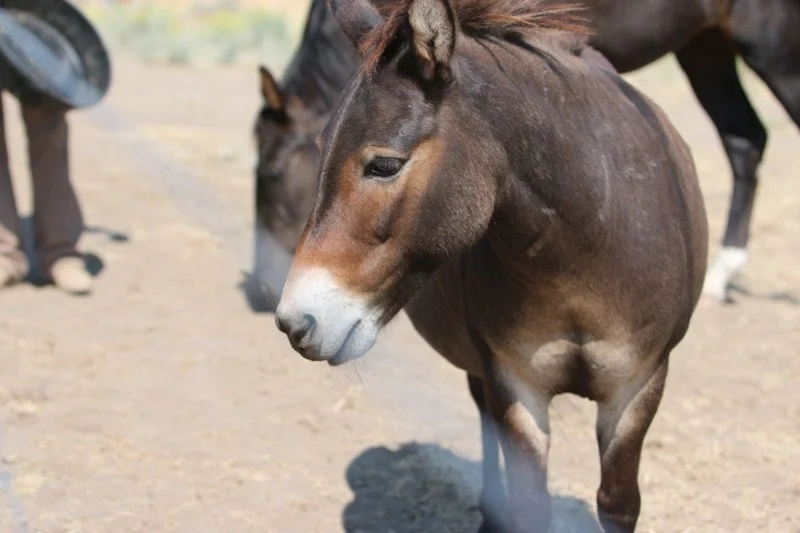 Distinct Traits of Mules and Why We Love Them — Broken Arrow Ranch ...