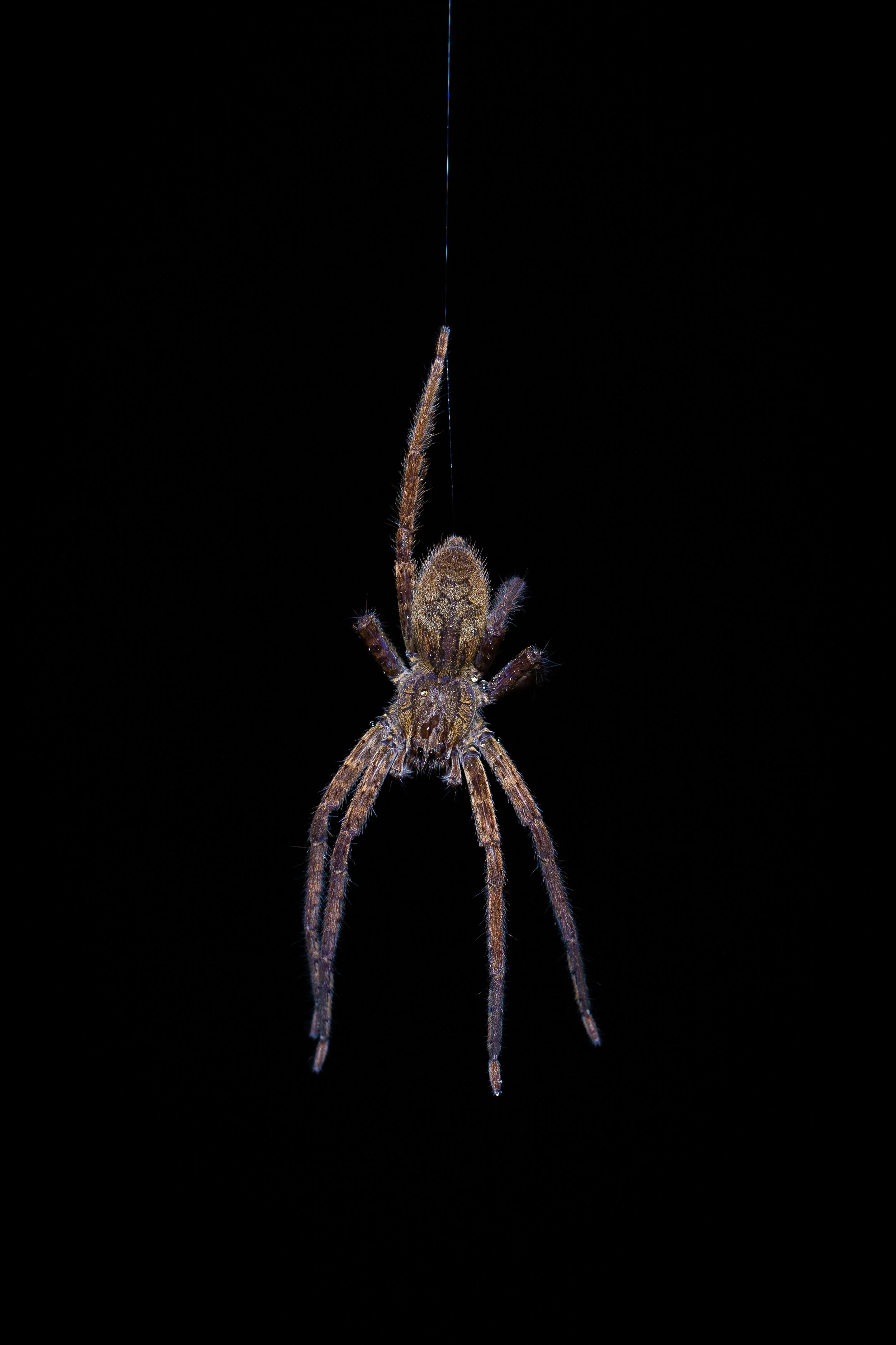 PHOTOGRAPHY — Brandon A. Güell, Ph.D.