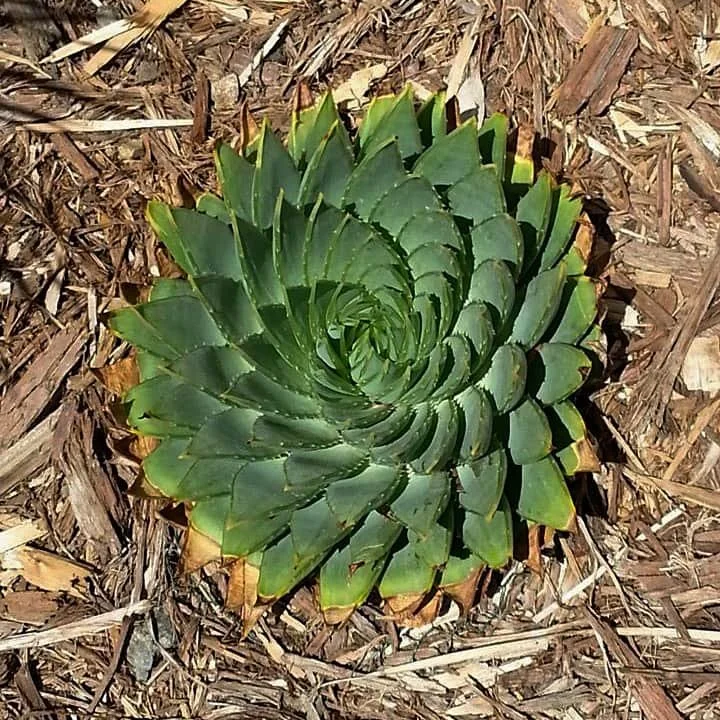 About — Tracy Goodnight | Trace Elements Coaching