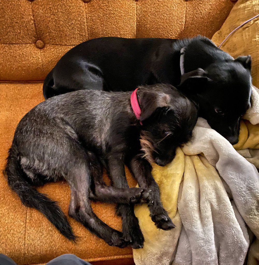 Adoption Application — Friends of Duke Rescue