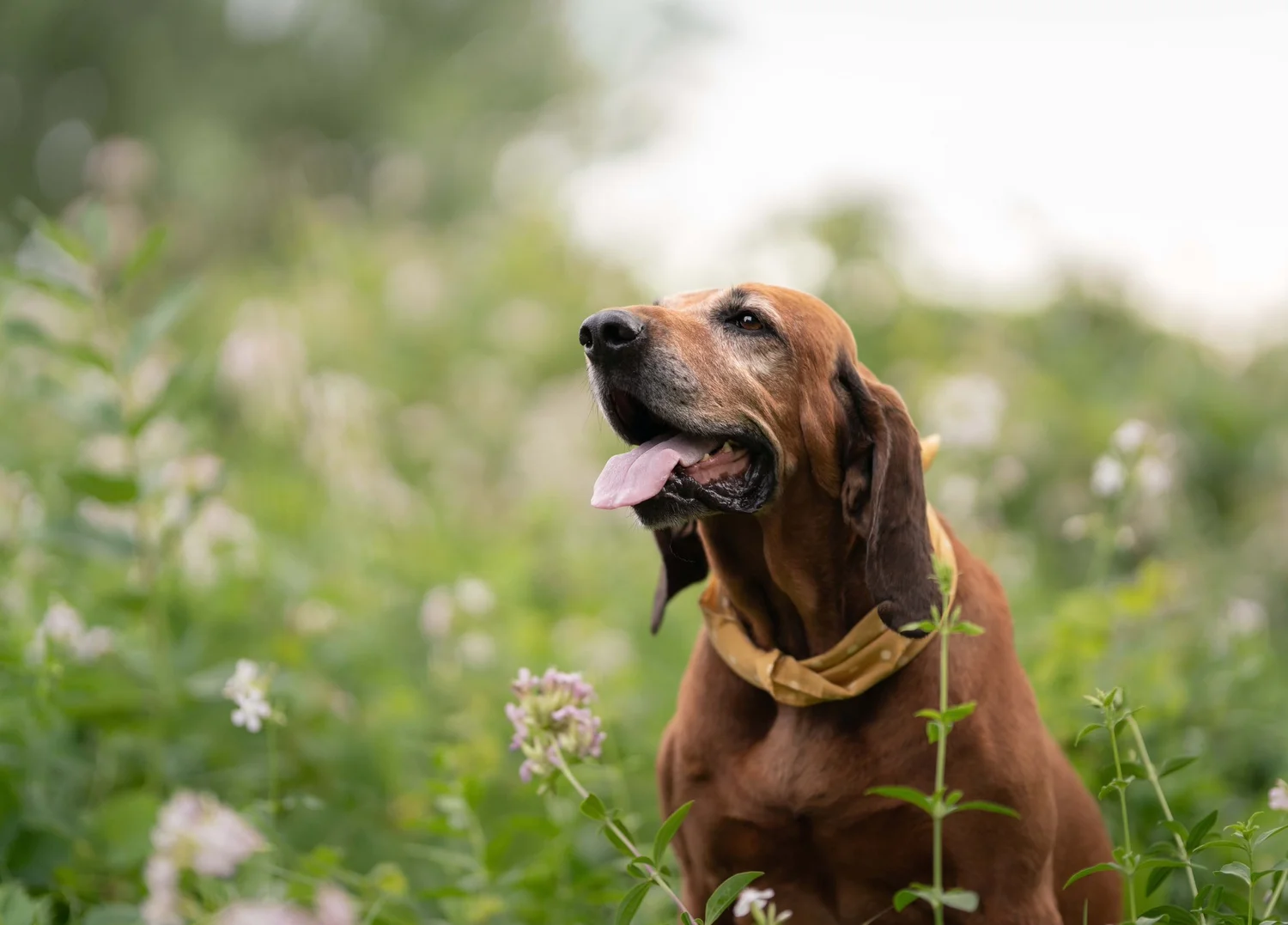 About Us — Friends of Duke Rescue