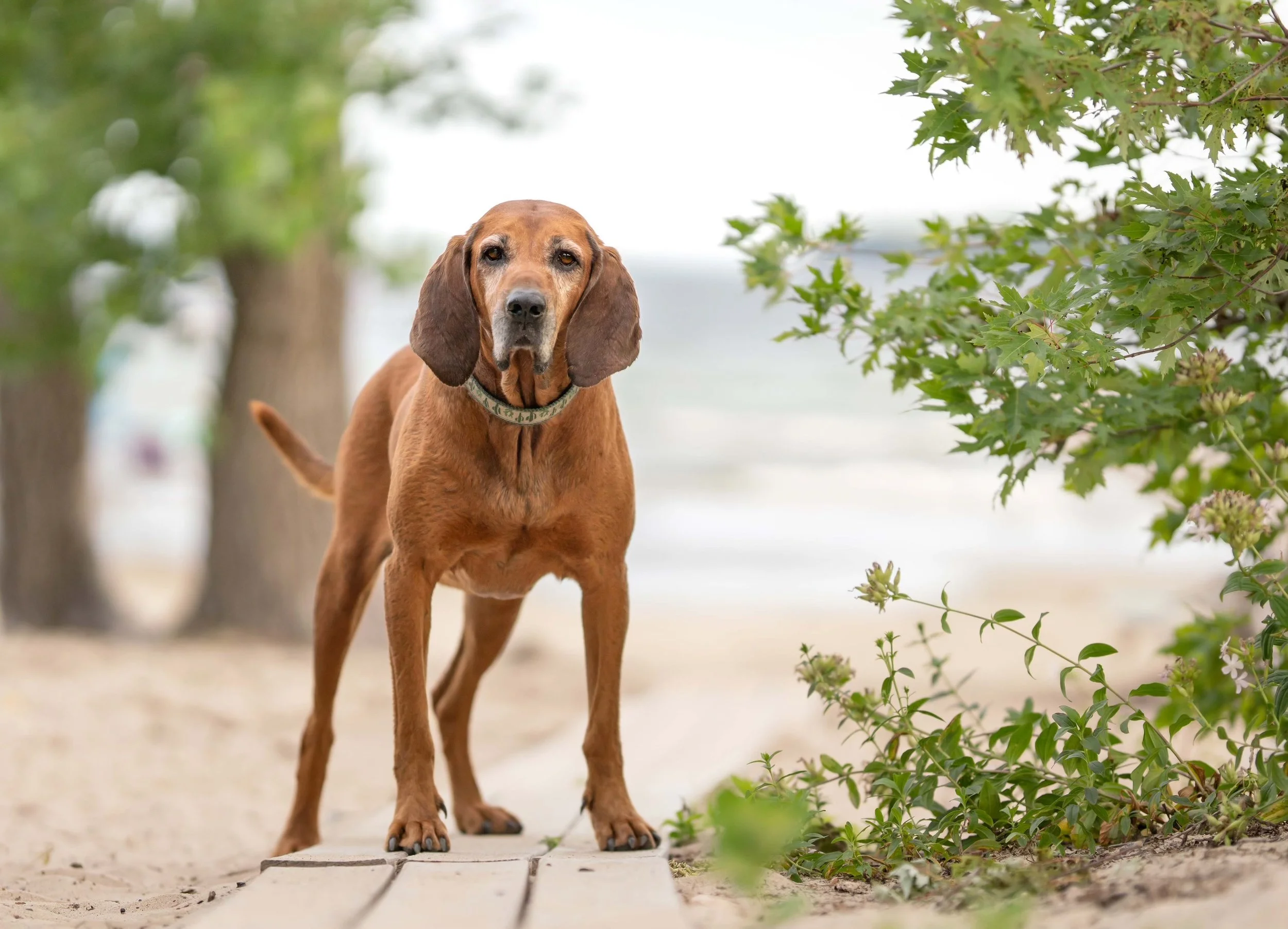 Friends of Duke Rescue