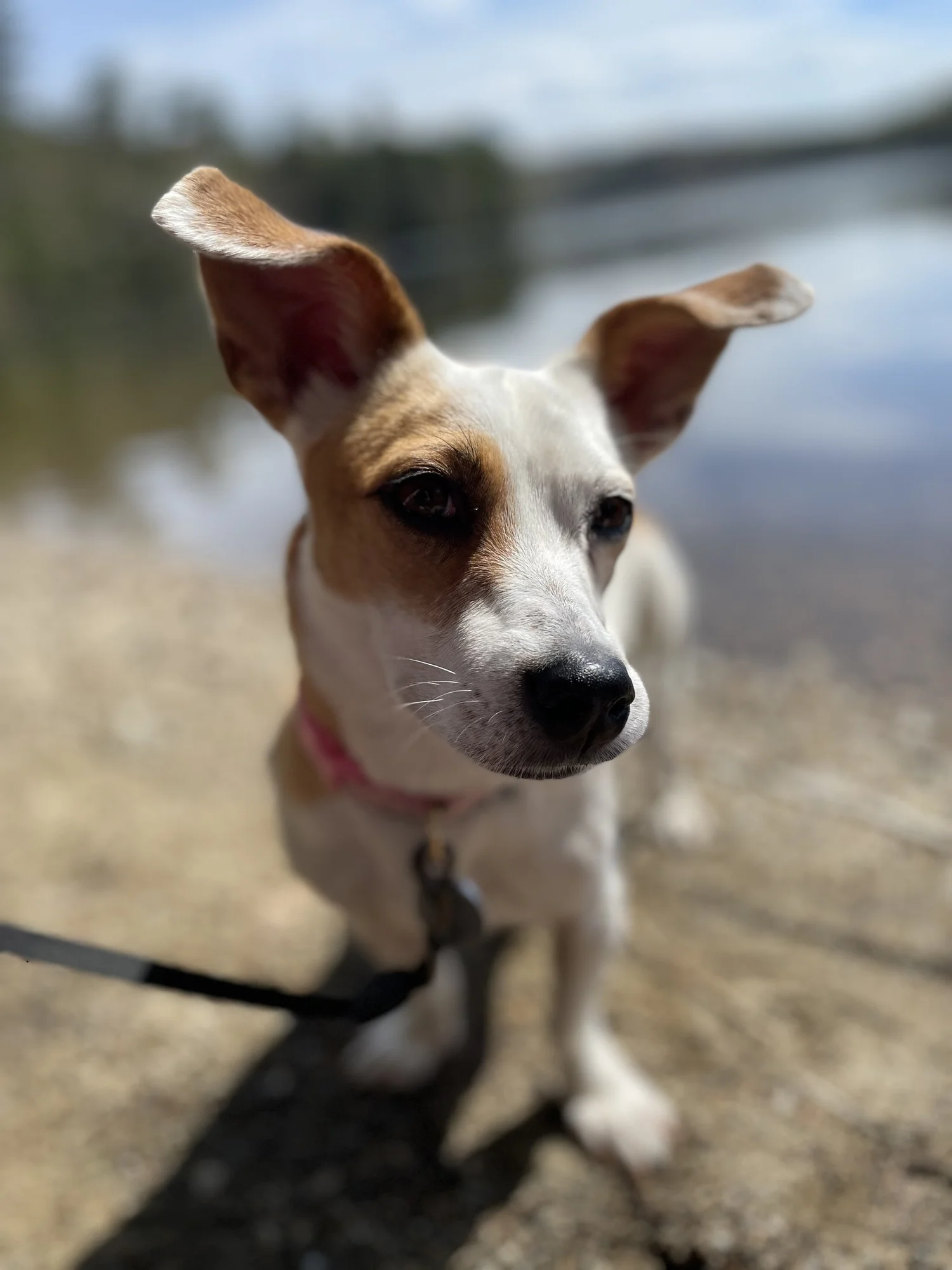 Friends of Duke Rescue