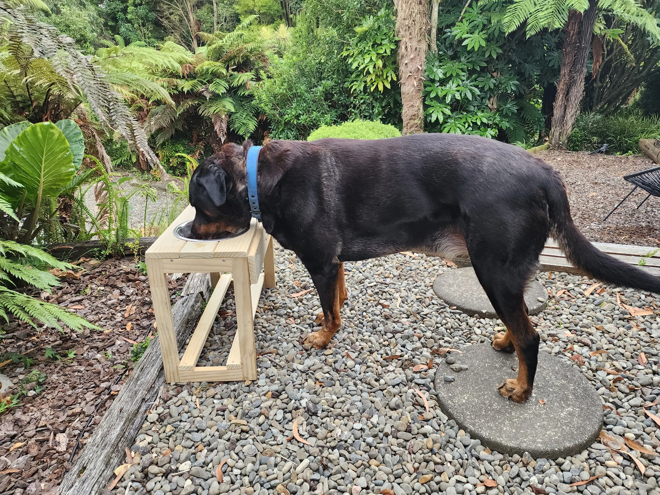 Elevated Pet Bowl station — Cambio NZ