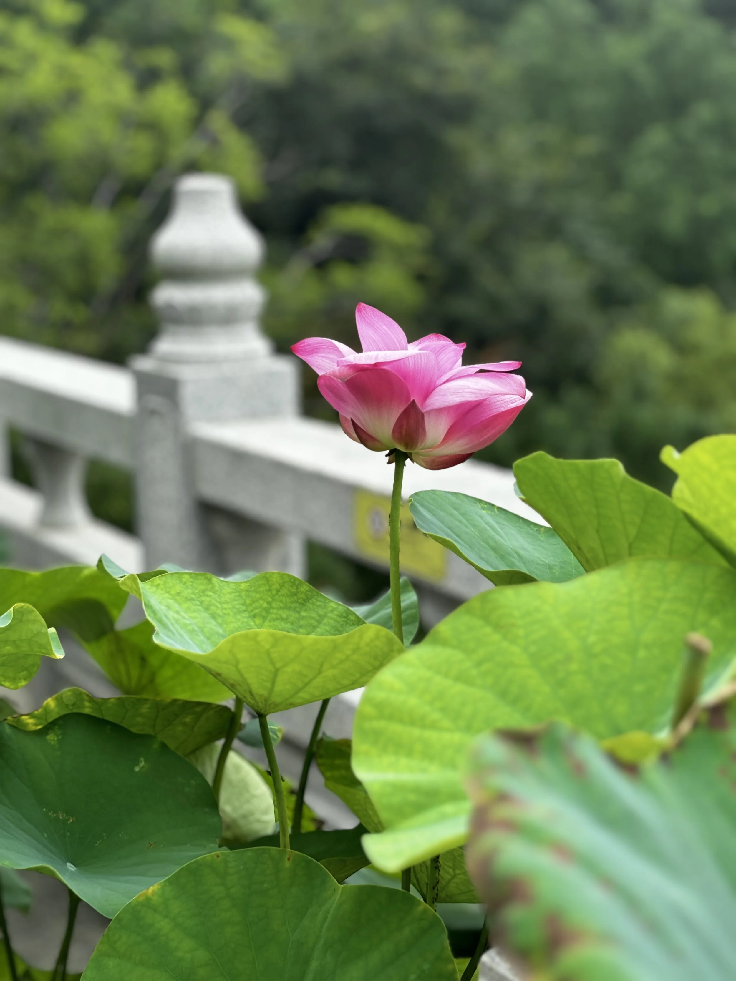 Jing Fang Nanjing Internship