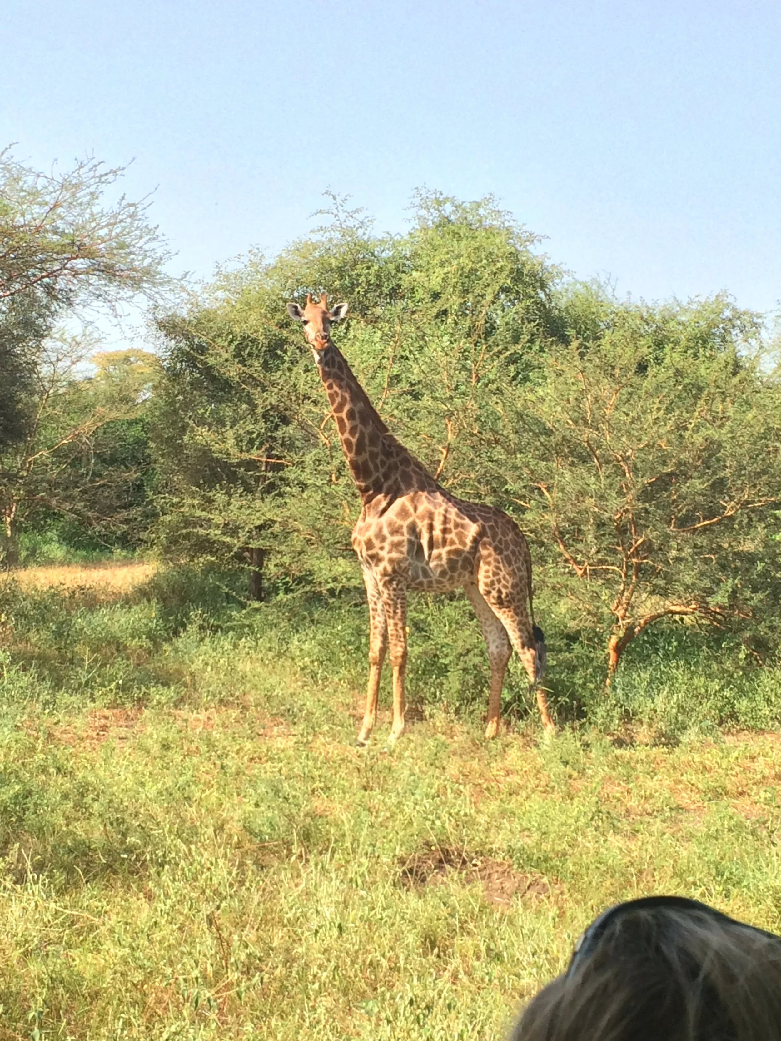 Top Places to Visit in Senegal for First-Time Visitors — The Scenic ...