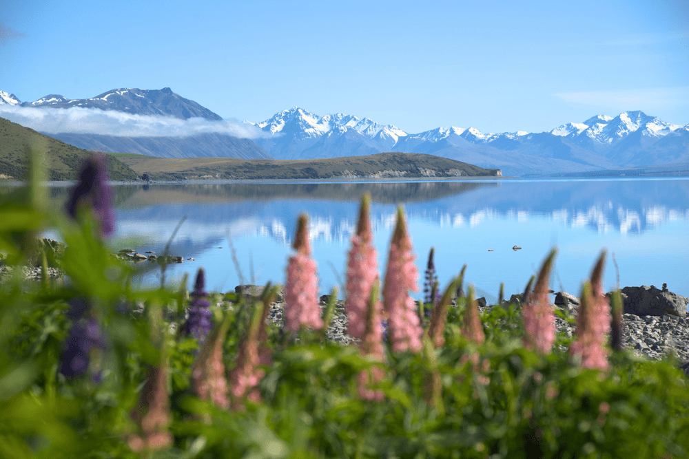 Everything to Know About Lake Tekapo, New Zealand — The Scenic Route ...