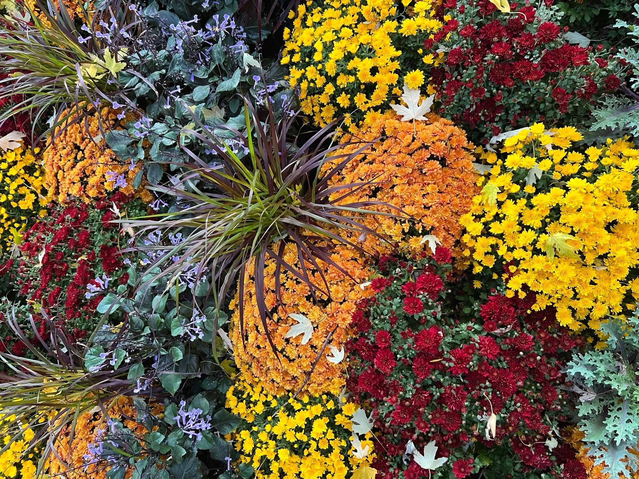 Fall in Love with Chicago: The Ultimate Autumn Guide to the Windy City ...