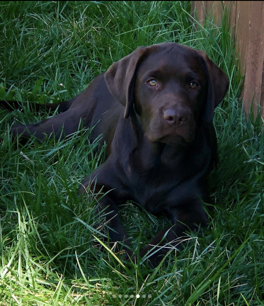 Canyon River Labradors
